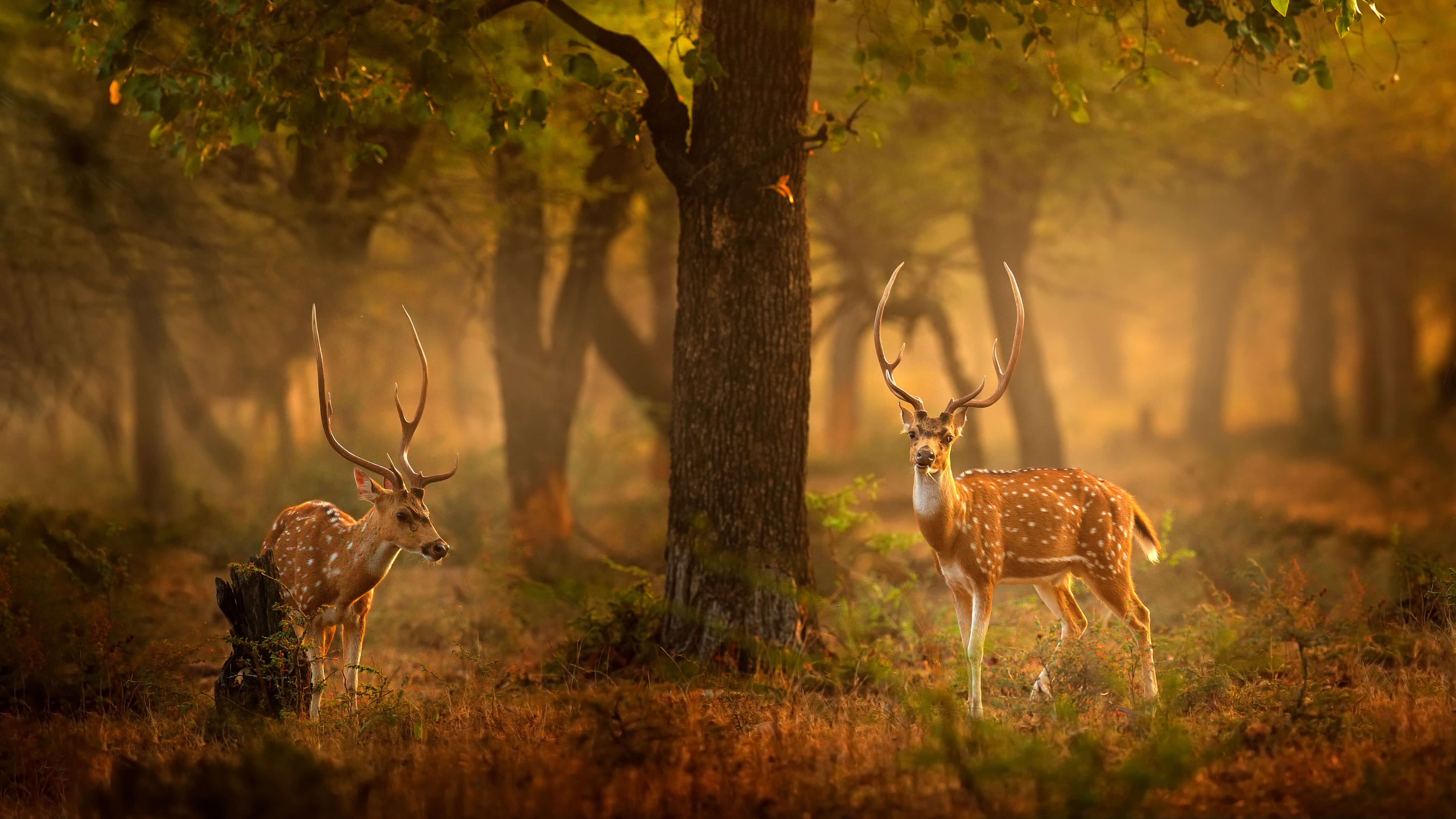 ‘Spotting’ deer in the wild by Microsoft | Wallpapers | WallpaperHub