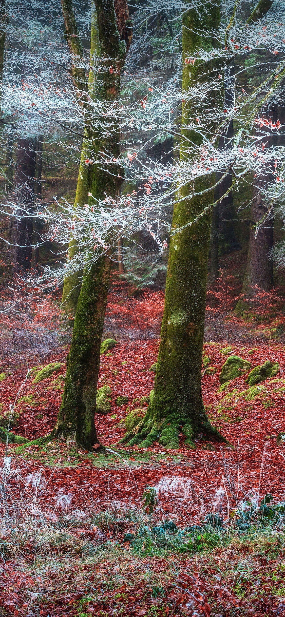 The frosted forest by Microsoft | Wallpapers | WallpaperHub
