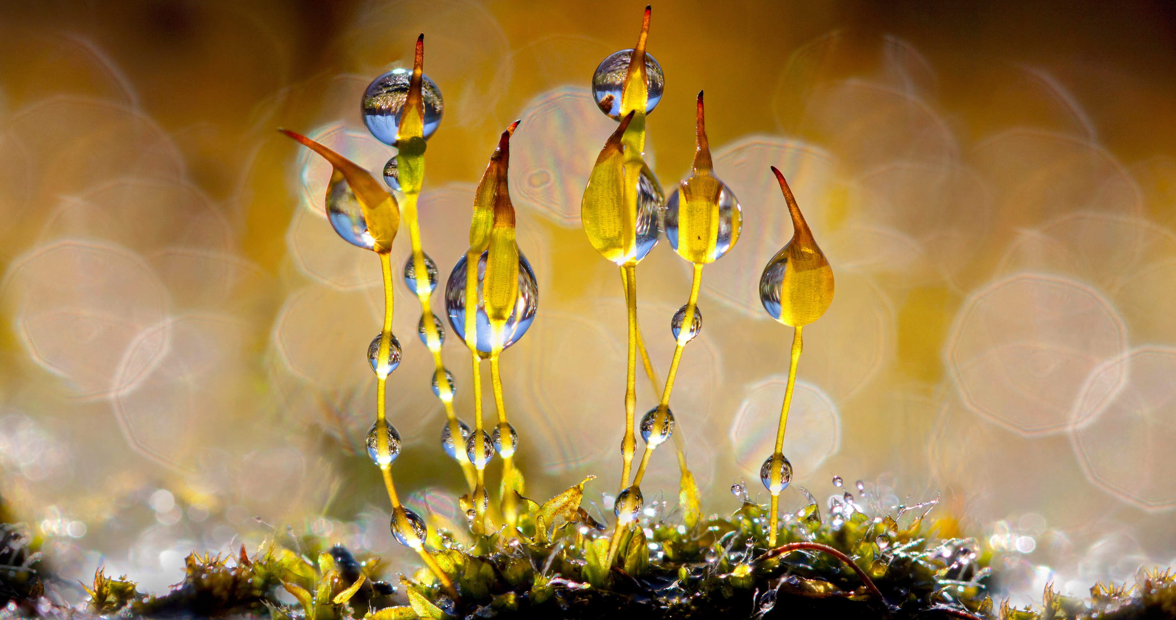 ヘラハネジレゴケのマクロ写真 by Microsoft Wallpapers WallpaperHub