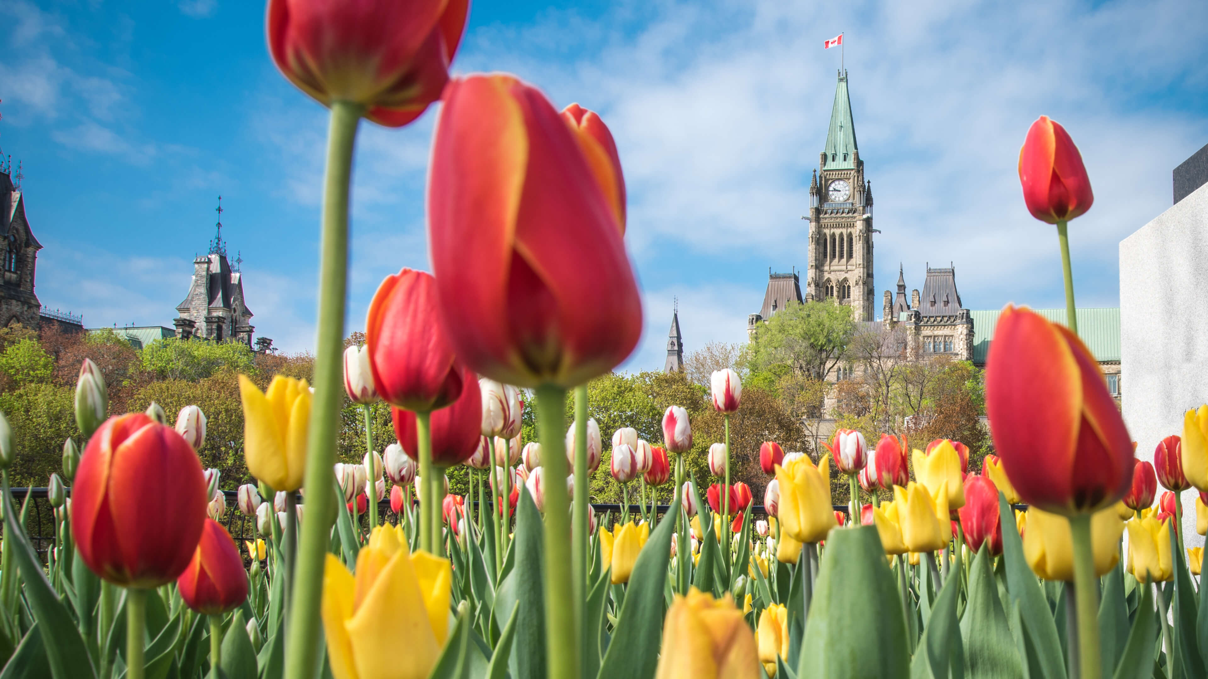 It's tulip season by Microsoft | Wallpapers | WallpaperHub
