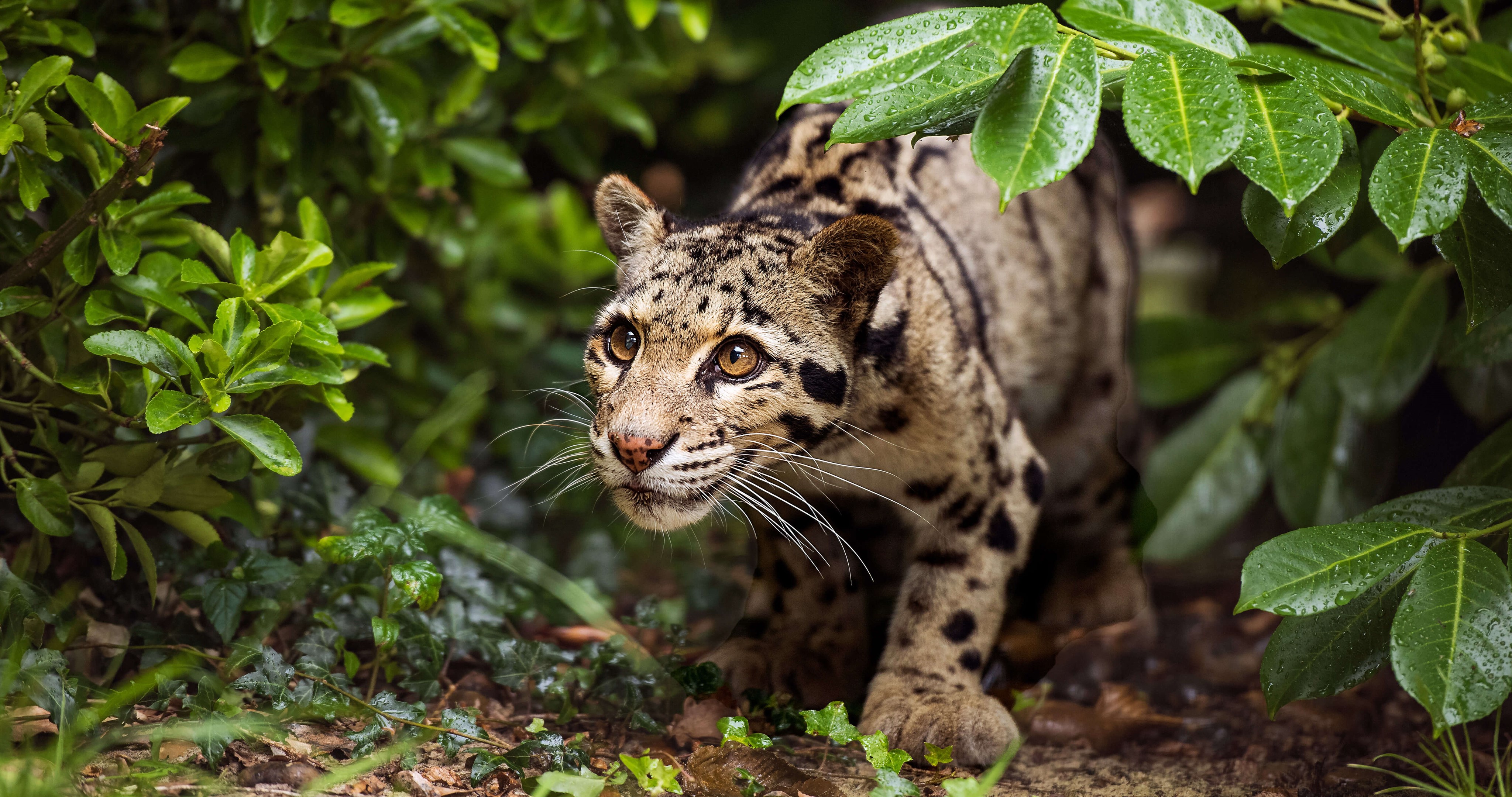 Indian leopard on the prowl by Microsoft | Wallpapers | WallpaperHub