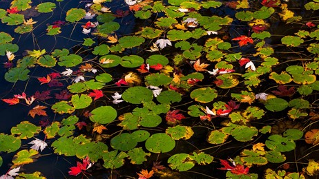 Floating flowers by Microsoft | Wallpapers | WallpaperHub