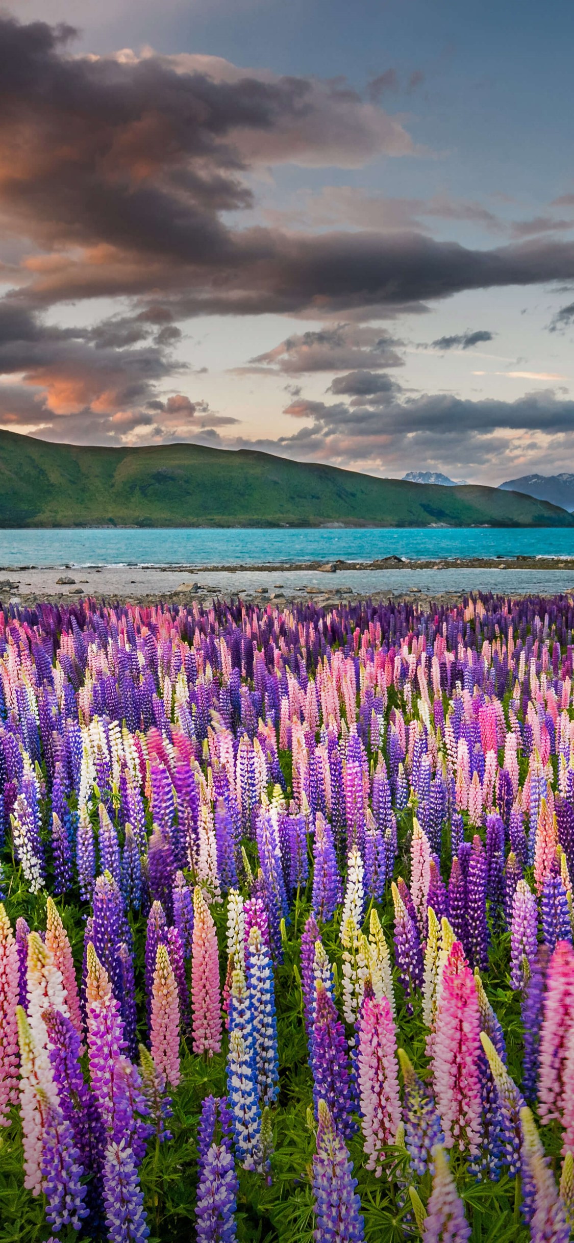 What are these blooms? by Microsoft | Wallpapers | WallpaperHub