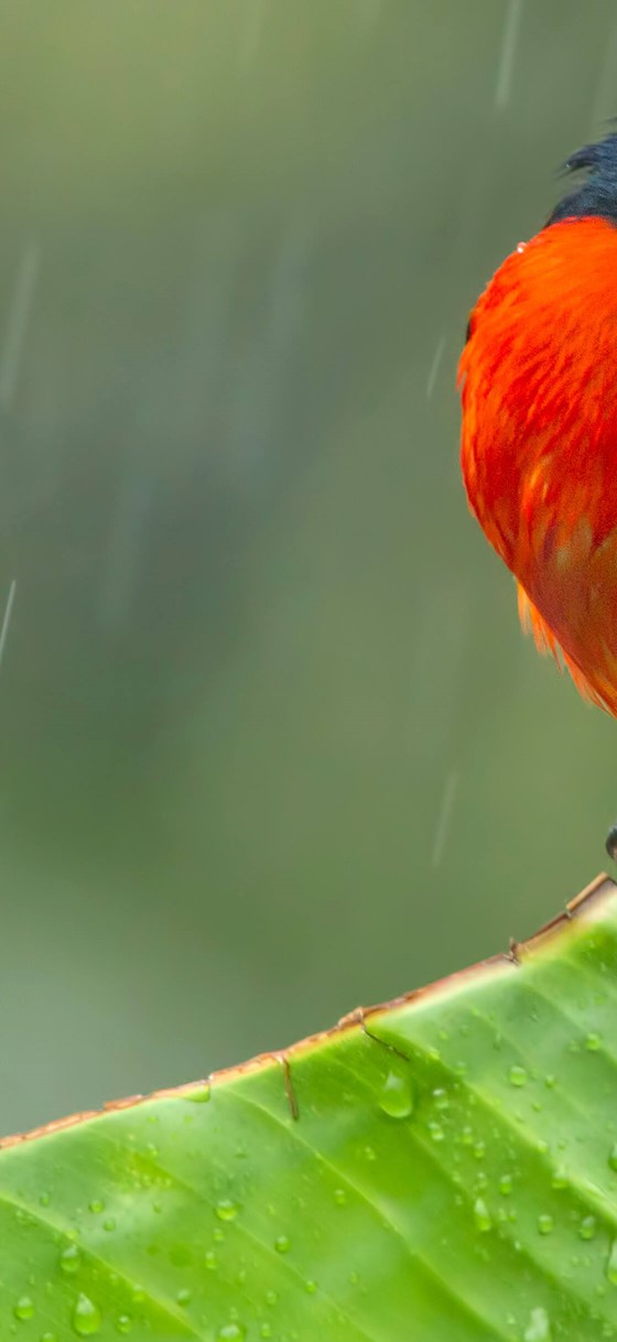 Lovable south Asian songbird by Microsoft | Wallpapers | WallpaperHub