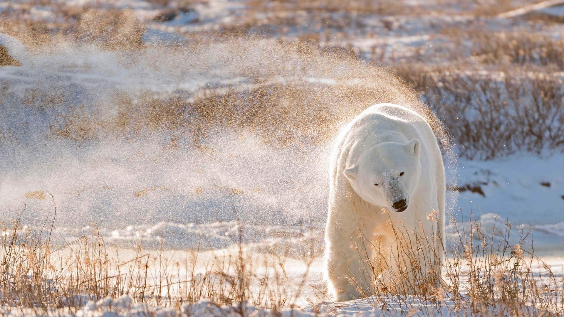 International Polar Bear Day by Microsoft | Wallpapers | WallpaperHub
