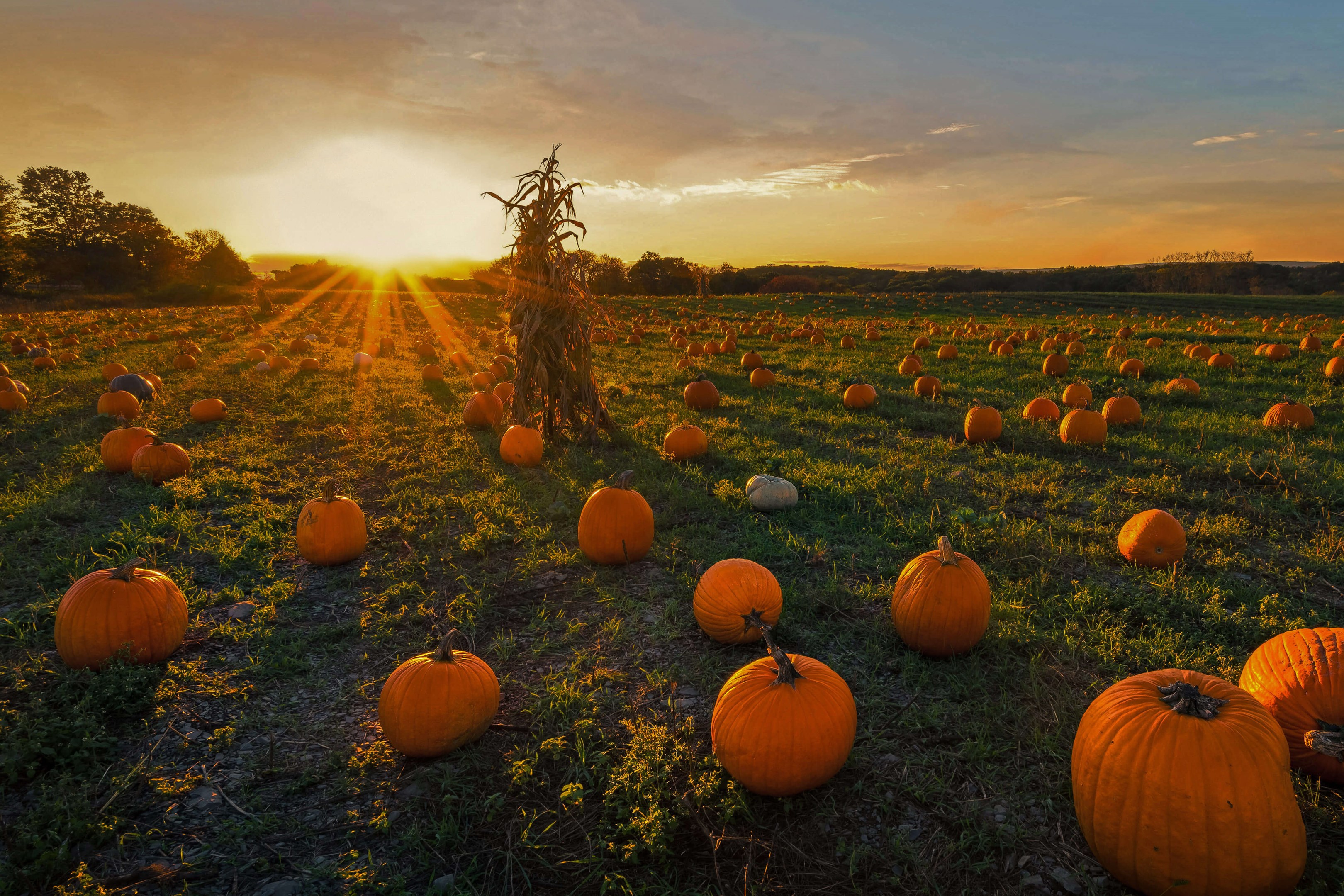 In a field of fruit…or vegetable? by Microsoft | Wallpapers | WallpaperHub