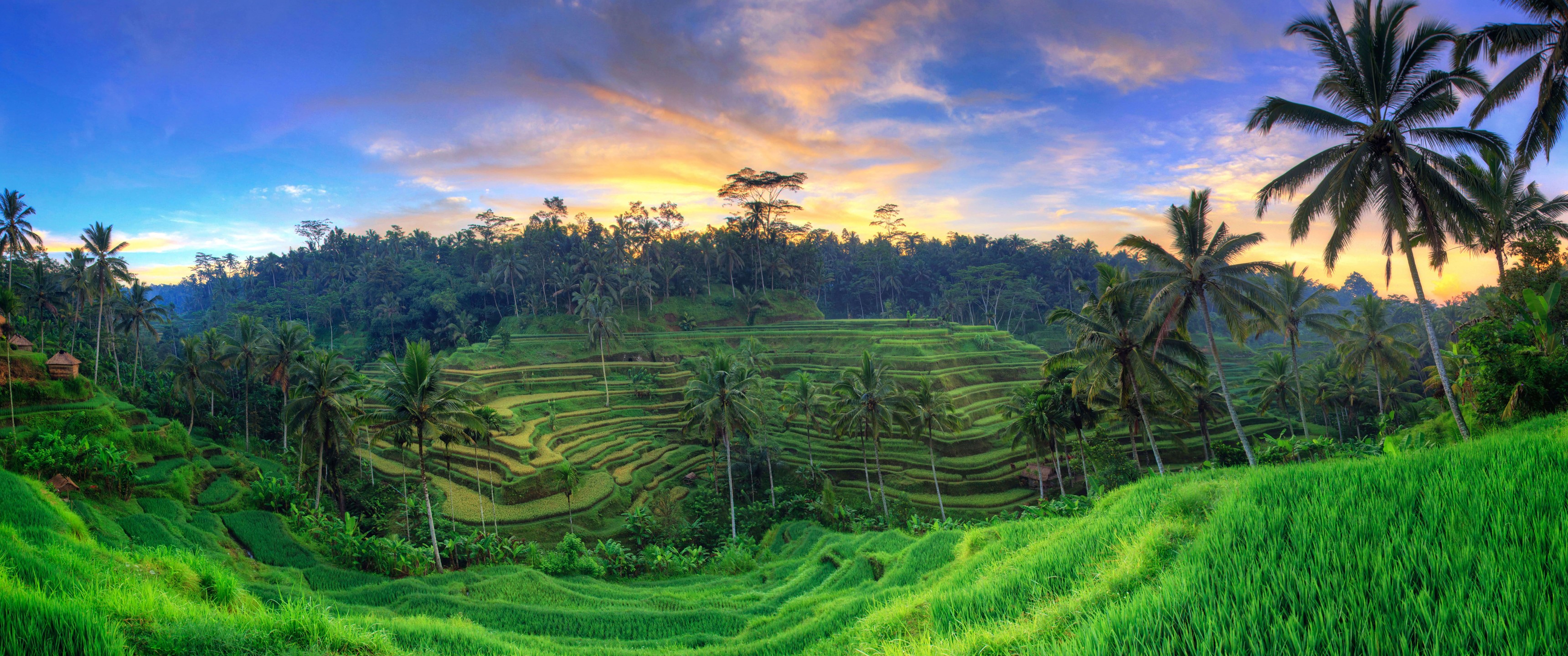 Terraced fields of green by Microsoft | Wallpapers | WallpaperHub
