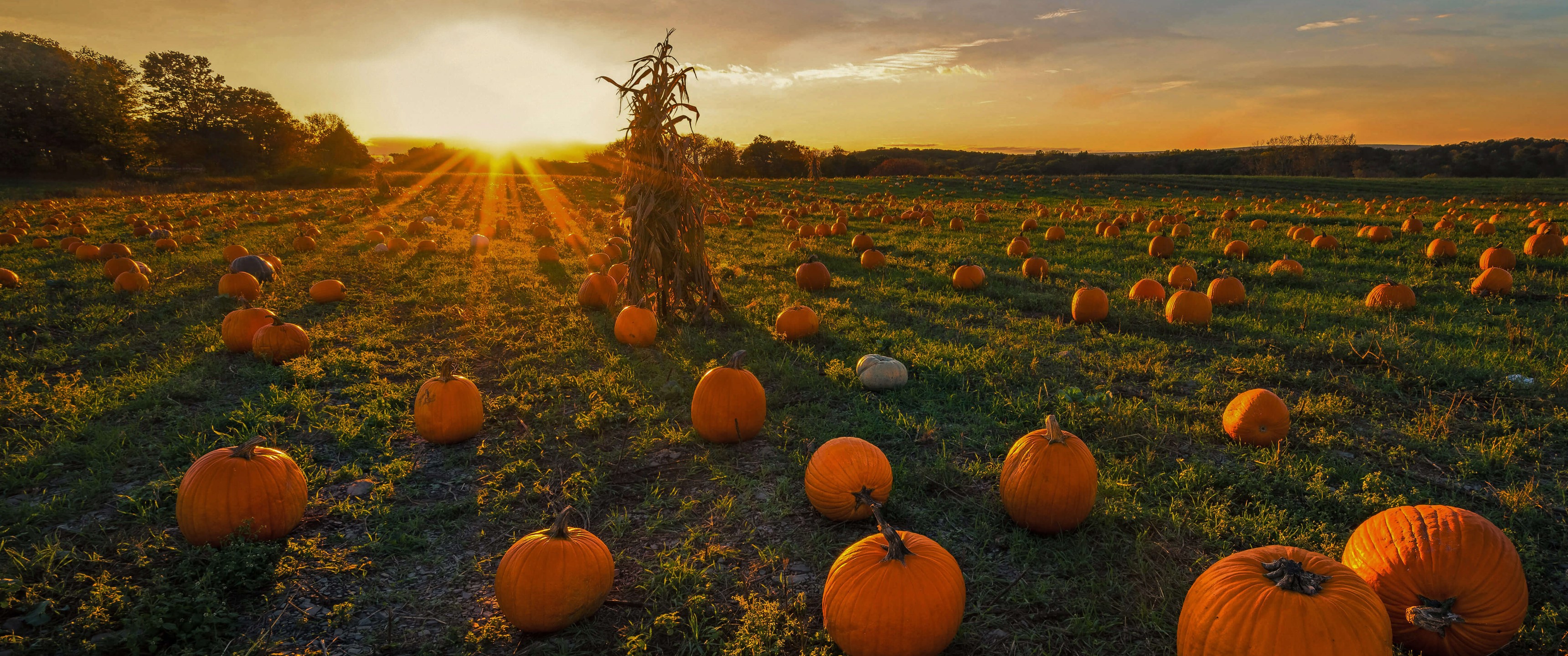 In a field of fruit…or vegetable? by Microsoft | Wallpapers | WallpaperHub
