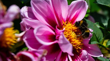 Collecting the Nectar by Andrew Baker | Wallpapers | WallpaperHub