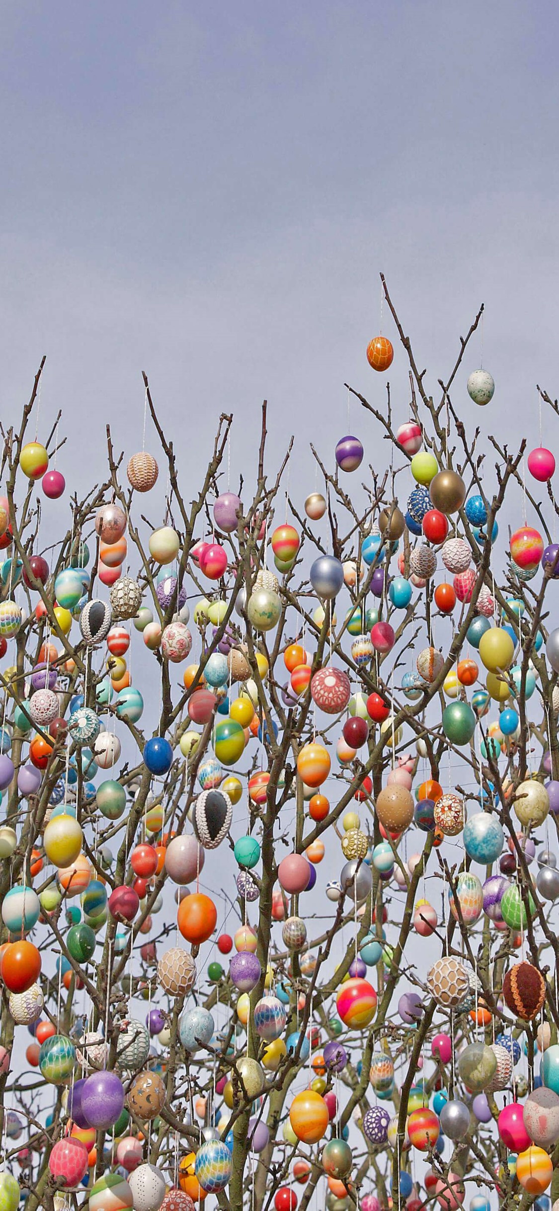 A yearly sign that spring has sprung by Microsoft | Wallpapers ...