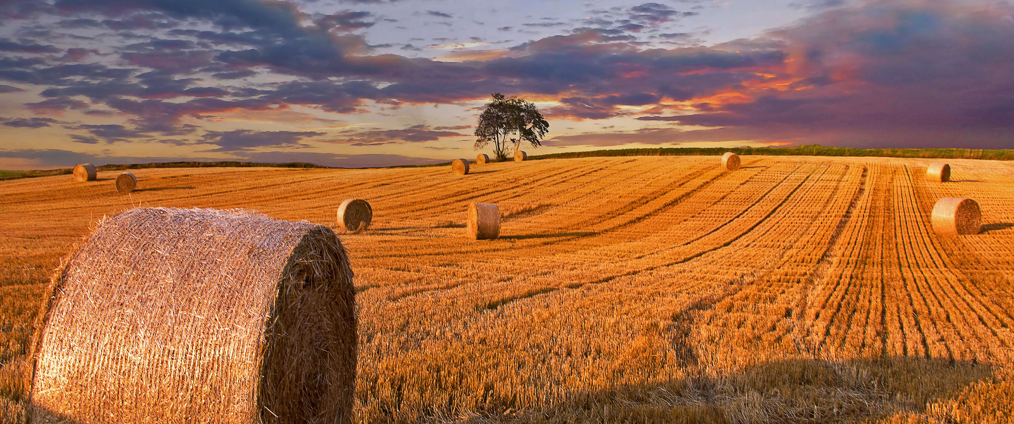 Hay, what's up? by Microsoft | Wallpapers | WallpaperHub