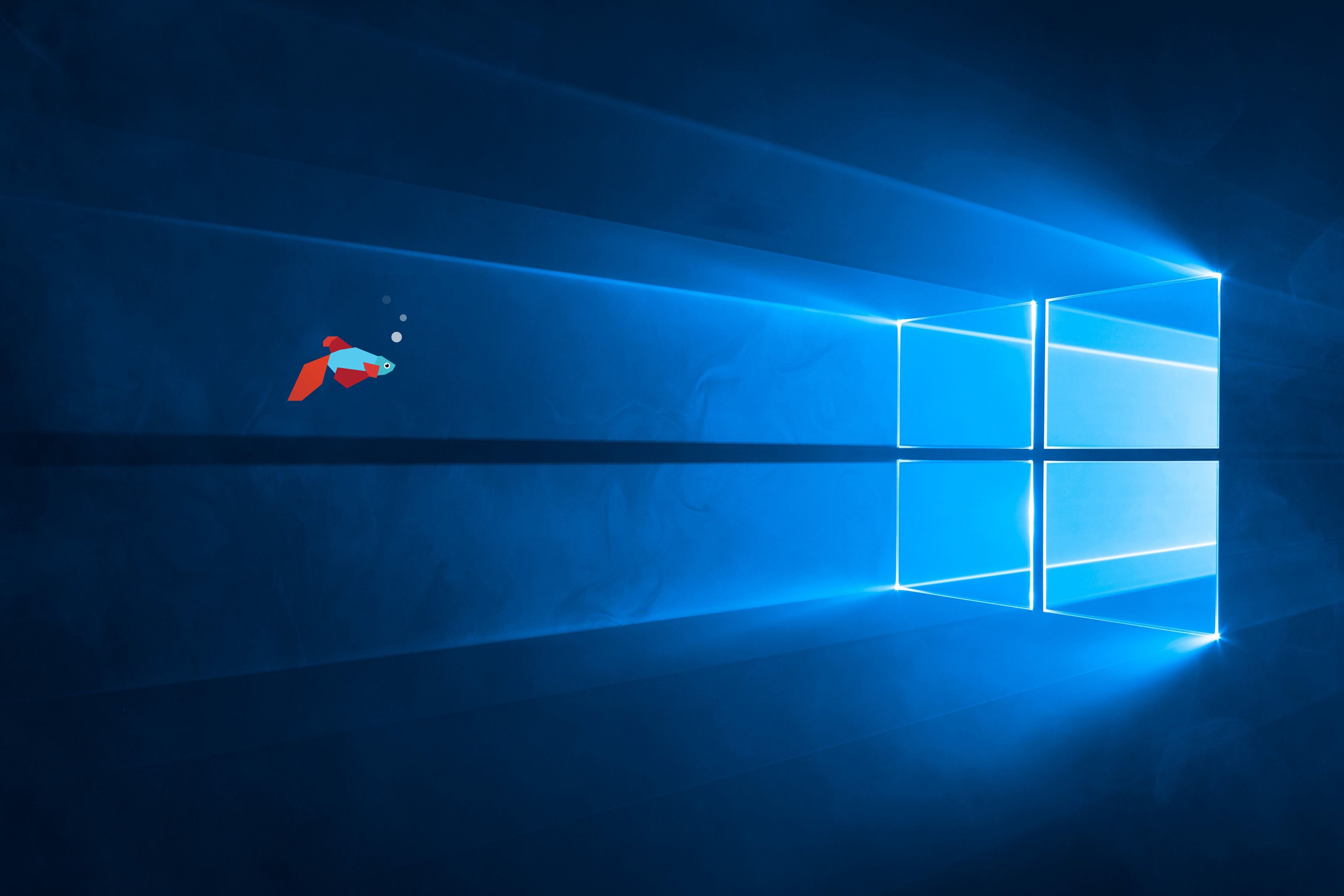 Betta Fish by Michael Gillett | Wallpapers | WallpaperHub