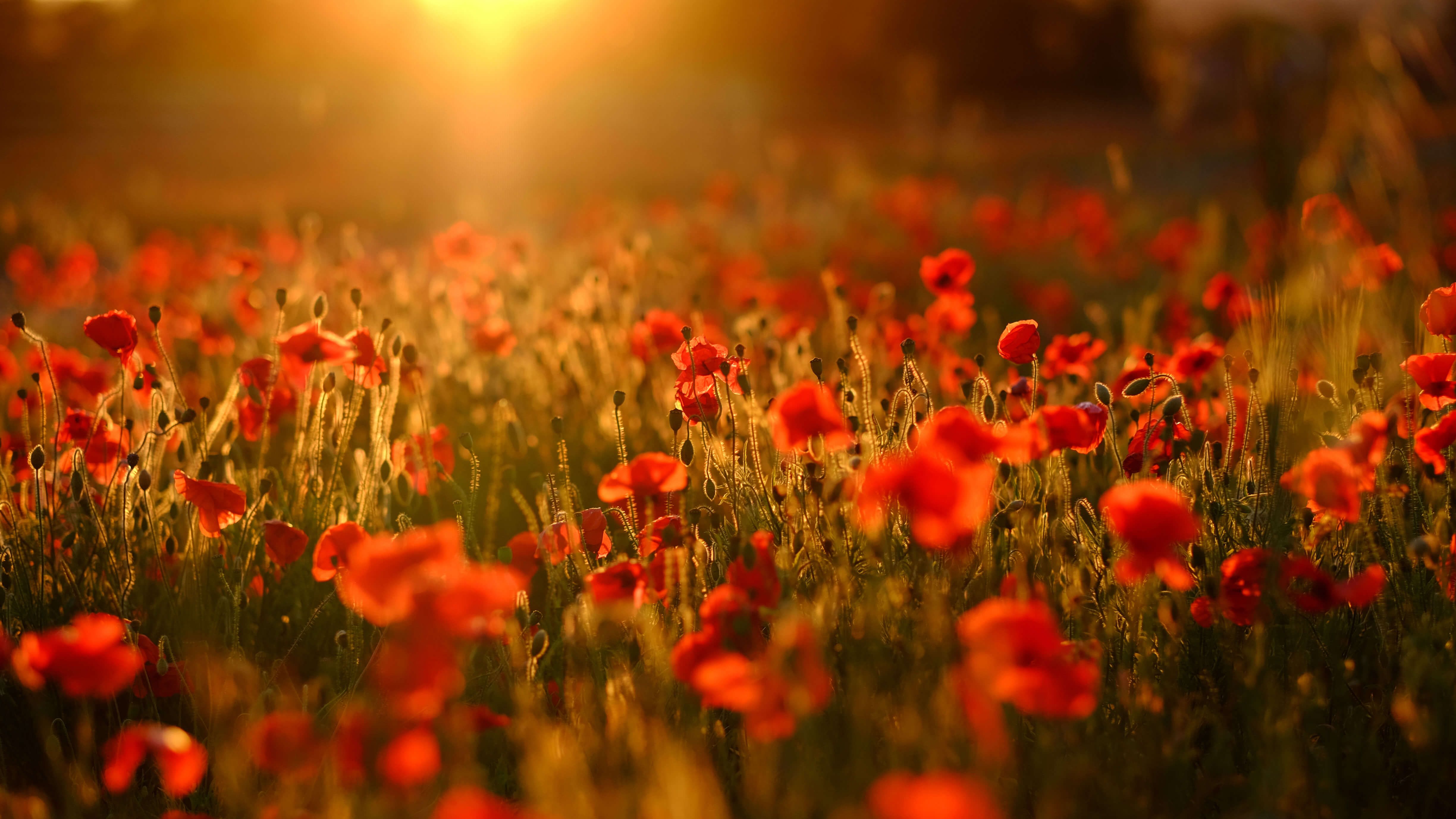 100 years of the Poppy Appeal by Microsoft | Wallpapers | WallpaperHub