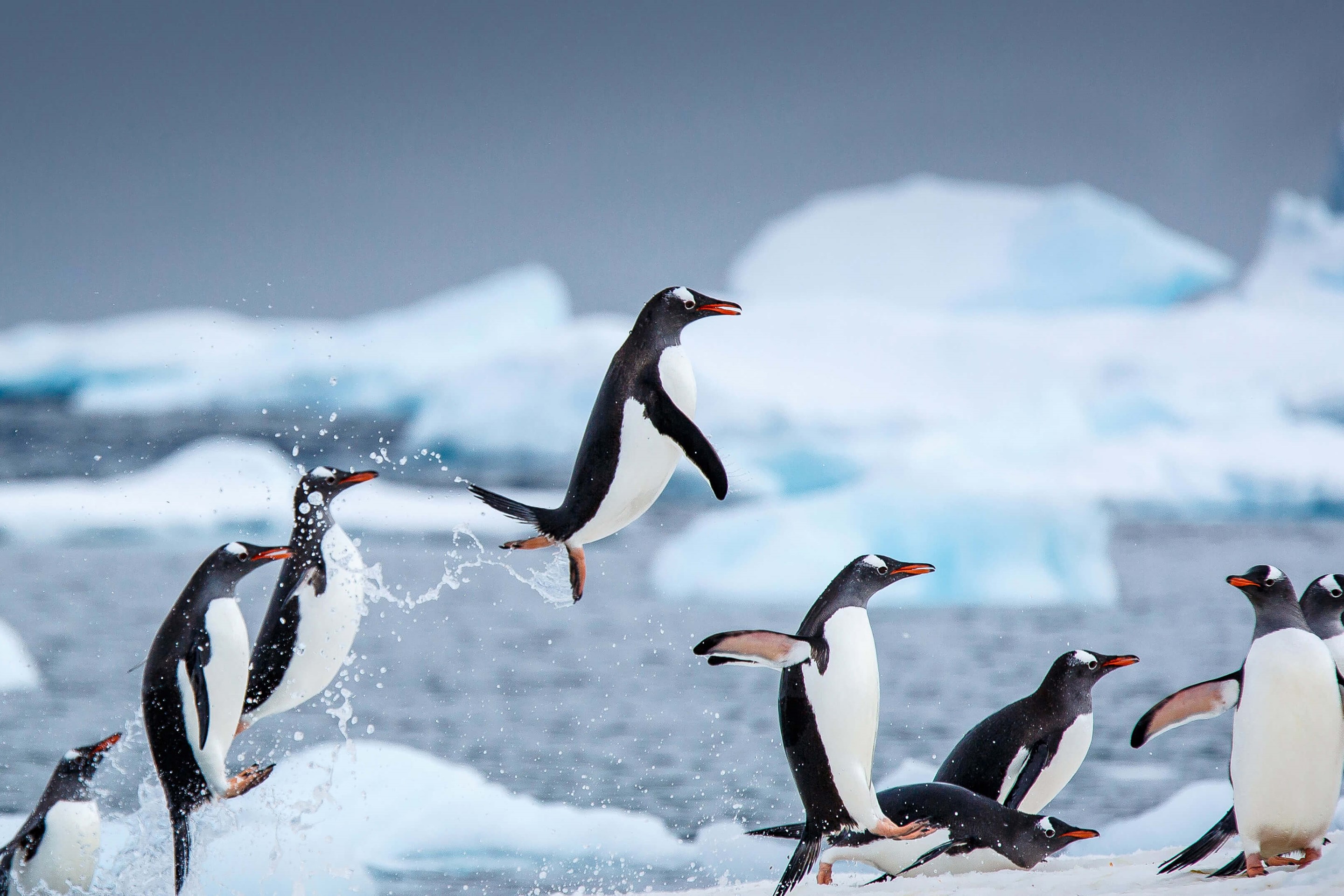 Penguins can't fly! by Microsoft | Wallpapers | WallpaperHub