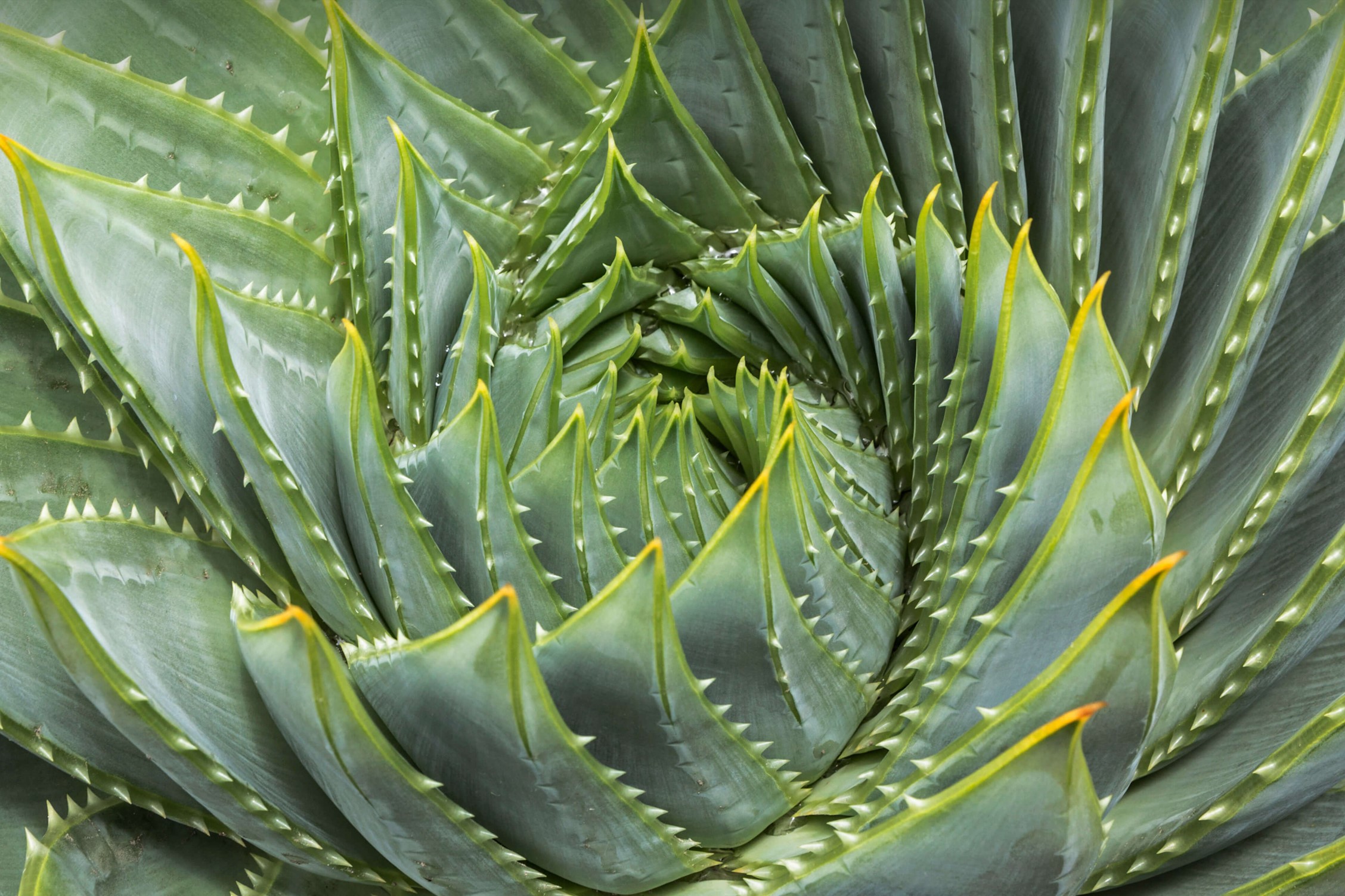 Why, aloe there by Microsoft | Wallpapers | WallpaperHub