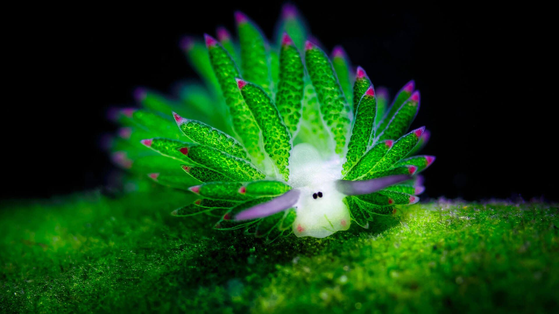 Solar-powered sea slug by Microsoft | Wallpapers | WallpaperHub