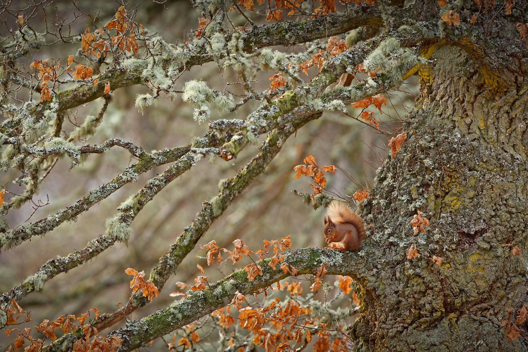 The tale of squirrels like Nutkin by Microsoft | Wallpapers | WallpaperHub