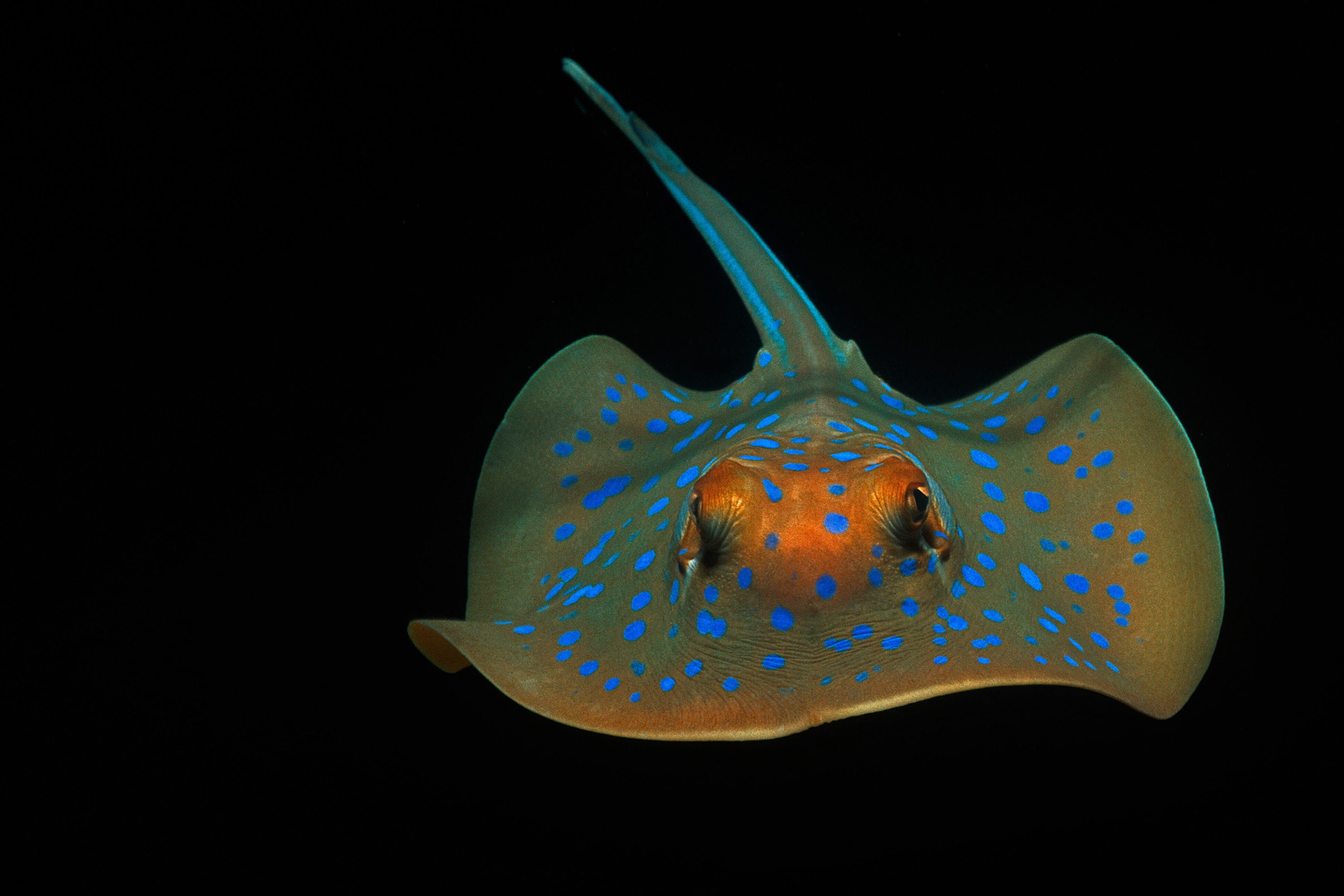 Stingray spotted! by Microsoft | Wallpapers | WallpaperHub