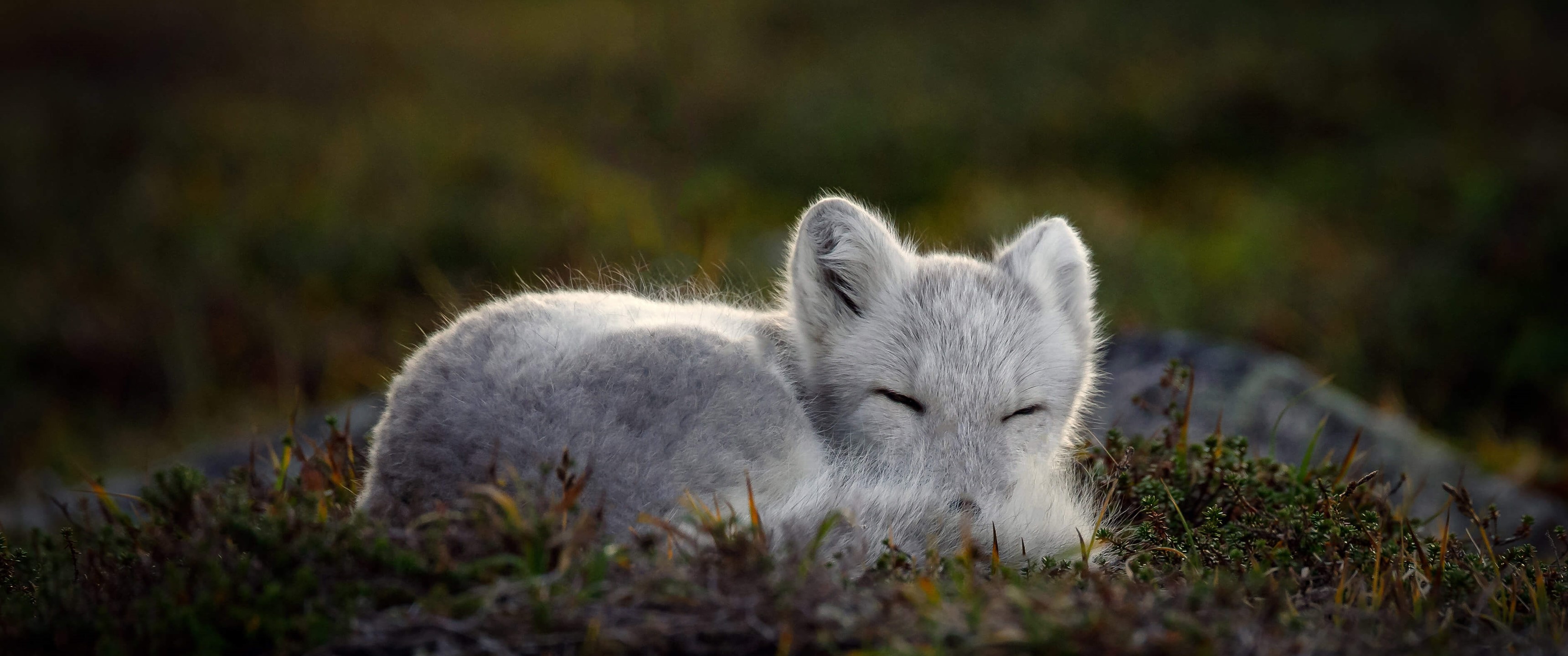 What does the fox dream? by Microsoft | Wallpapers | WallpaperHub