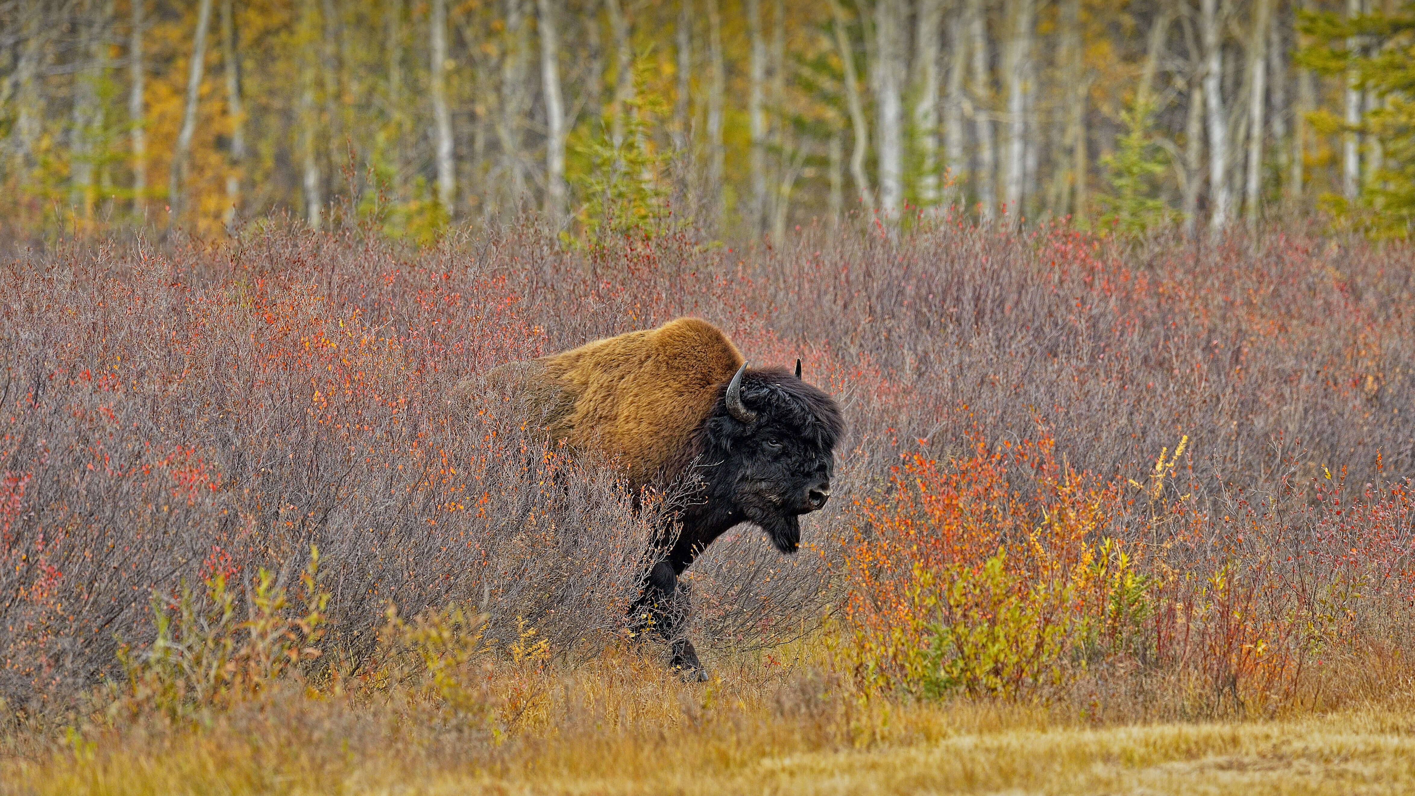 The largest American bison around by Microsoft | Wallpapers | WallpaperHub