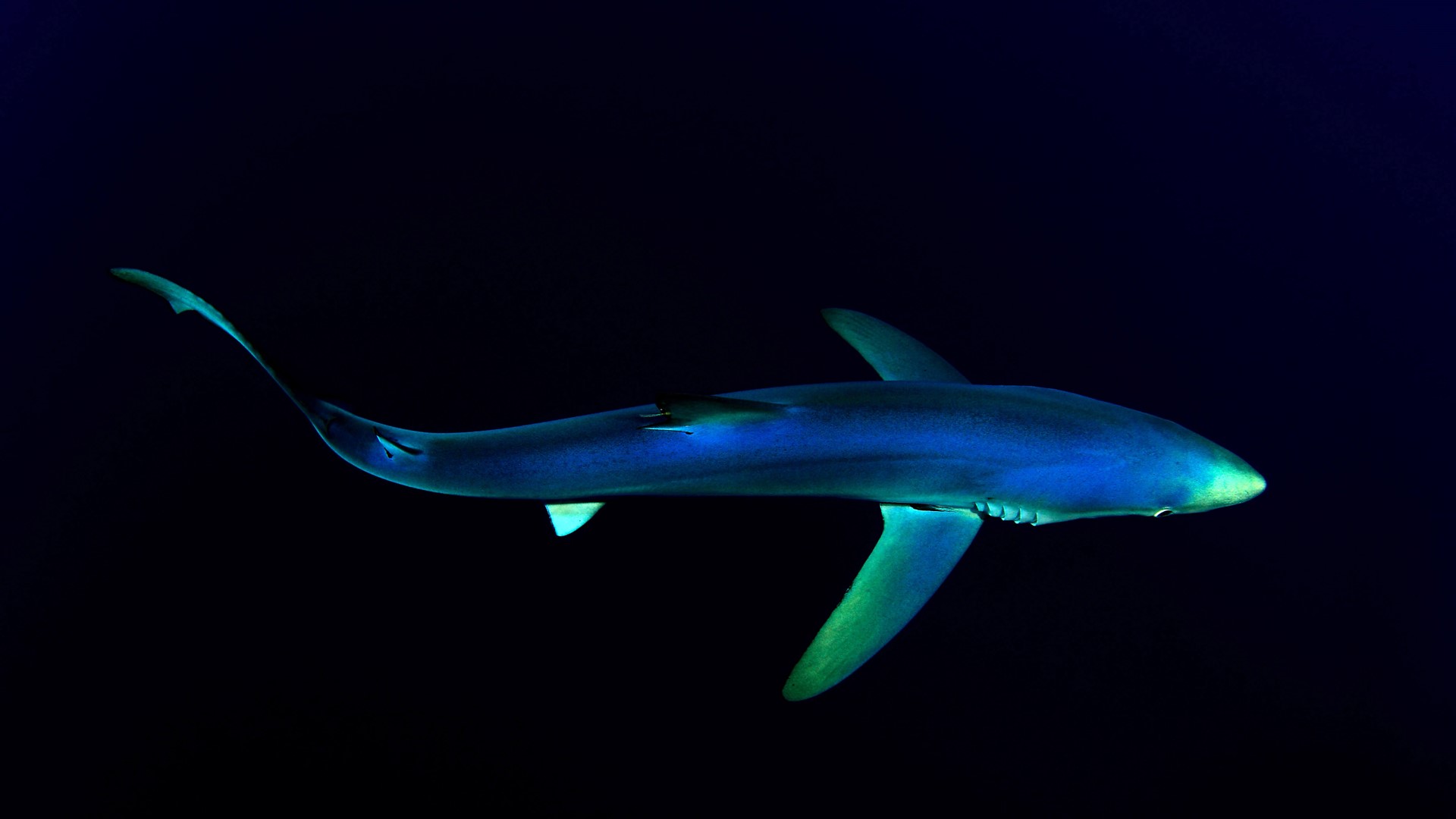 Explorer of the sea by Microsoft | Wallpapers | WallpaperHub