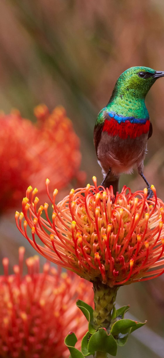 Flying colours by Microsoft | Wallpapers | WallpaperHub