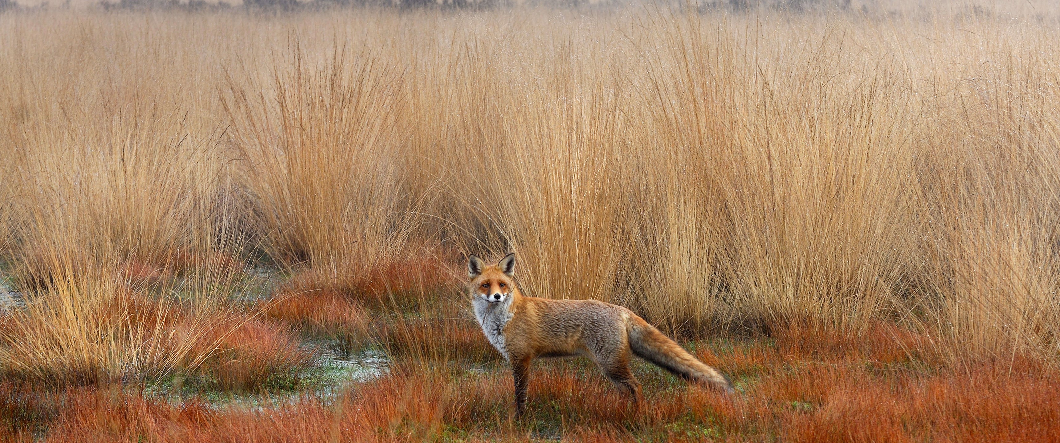 Fox in the marsh by Microsoft | Wallpapers | WallpaperHub