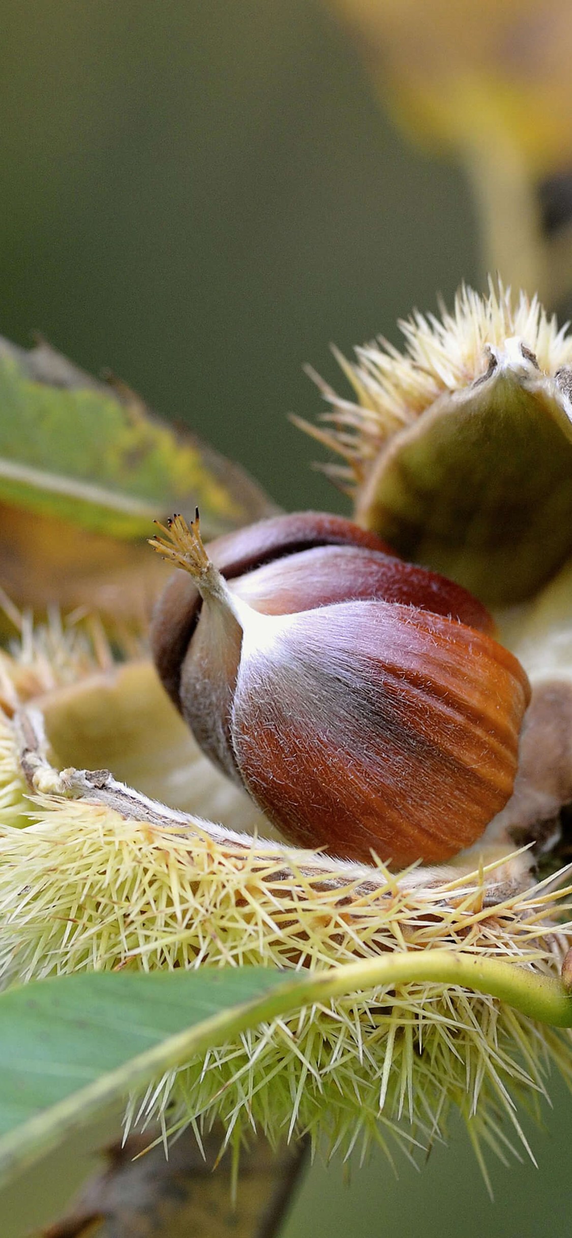 Stachelige Schale, delikater Kern by Microsoft | Wallpapers | WallpaperHub