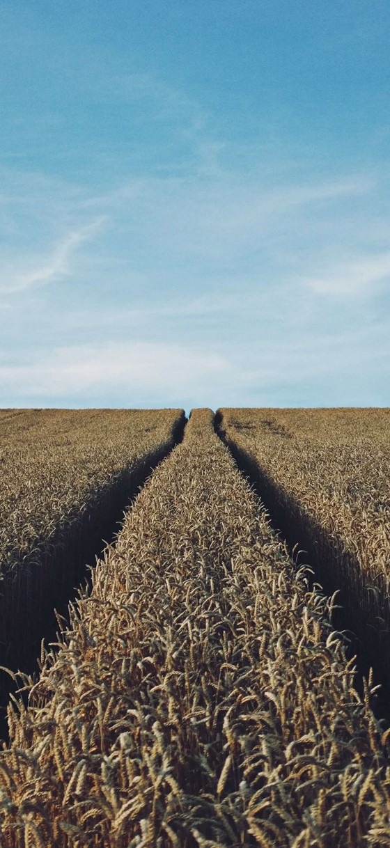 Wheatfield by Michael Gillett | Wallpapers | WallpaperHub