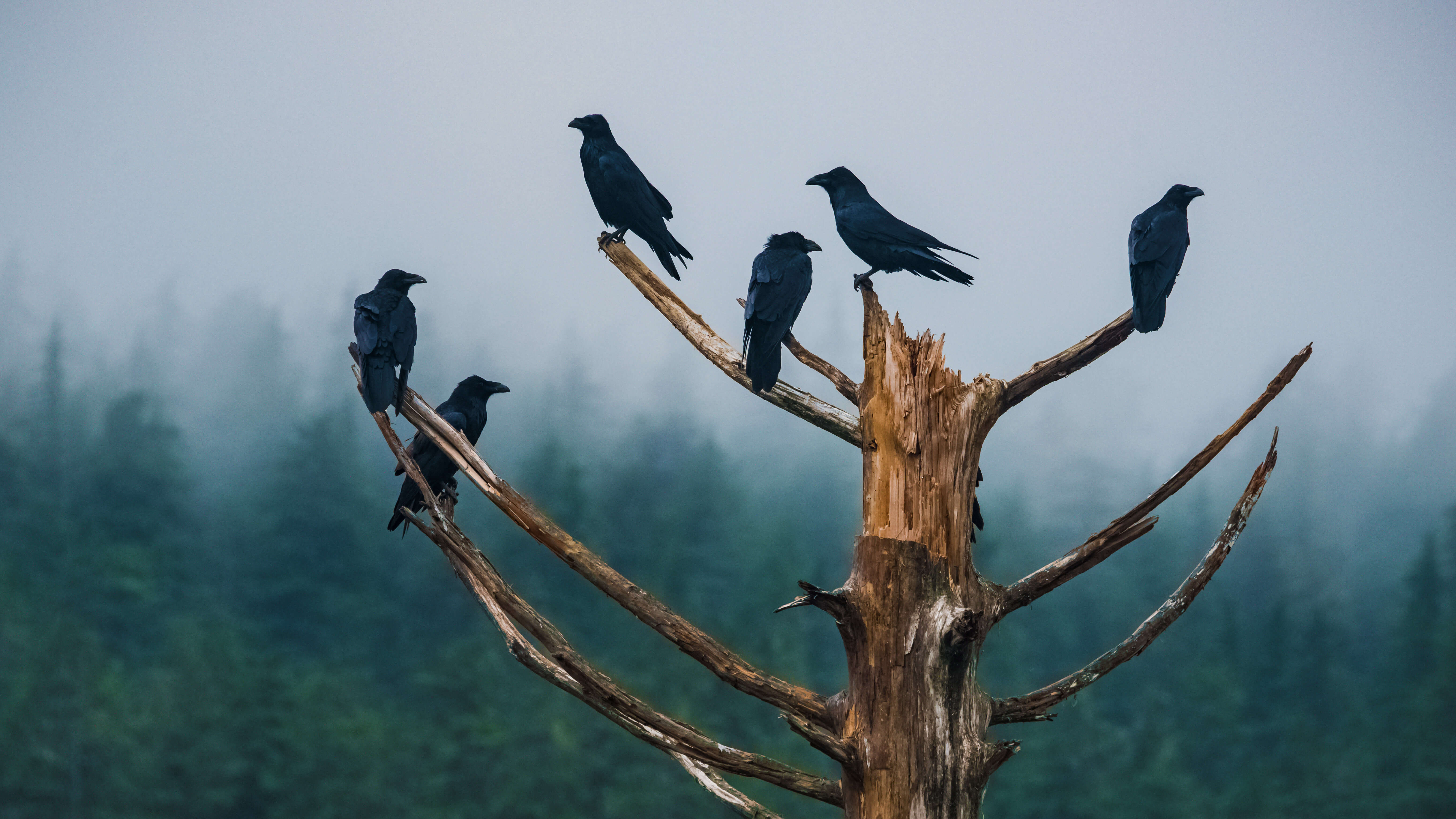 An unkindness of ravens by Microsoft | Wallpapers | WallpaperHub