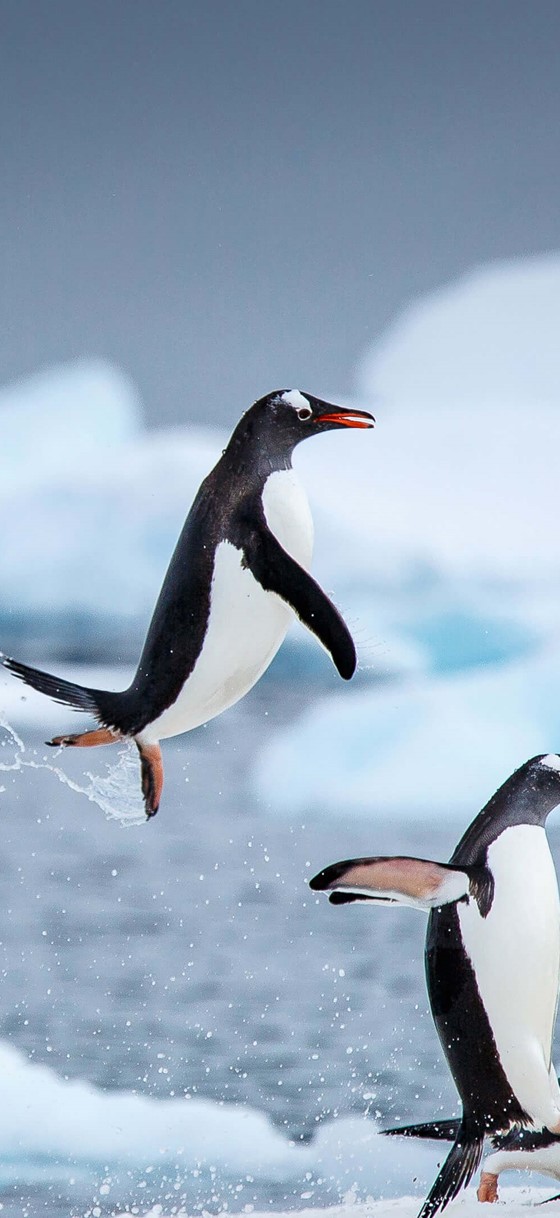 Penguins can't fly! by Microsoft | Wallpapers | WallpaperHub