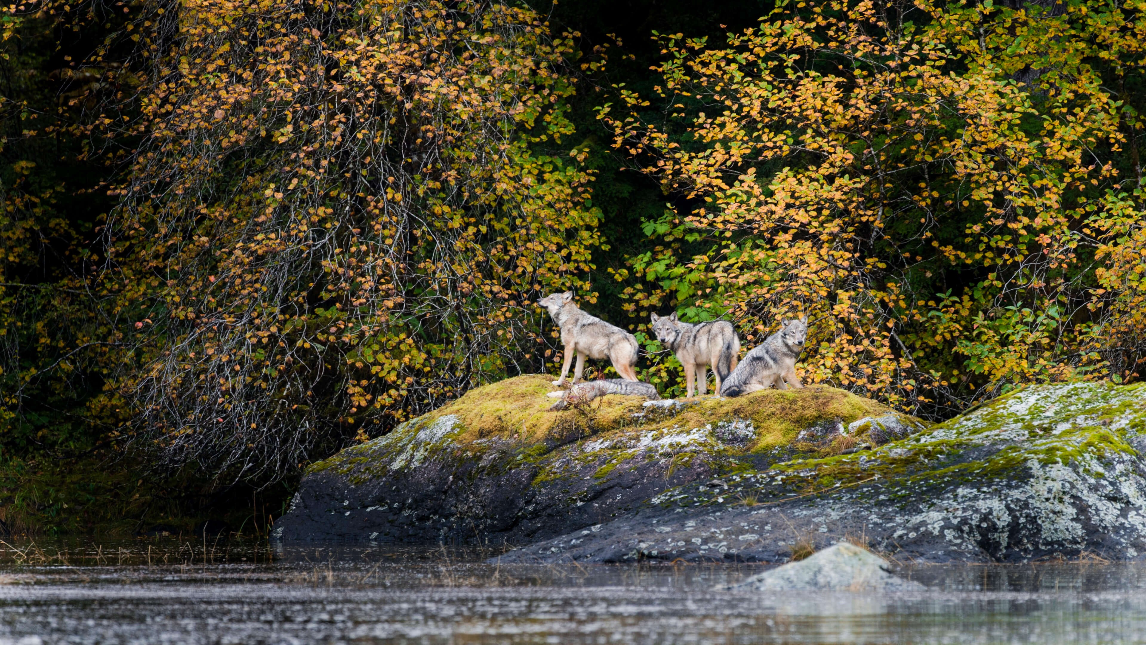 Wolves in the wild by Microsoft | Wallpapers | WallpaperHub