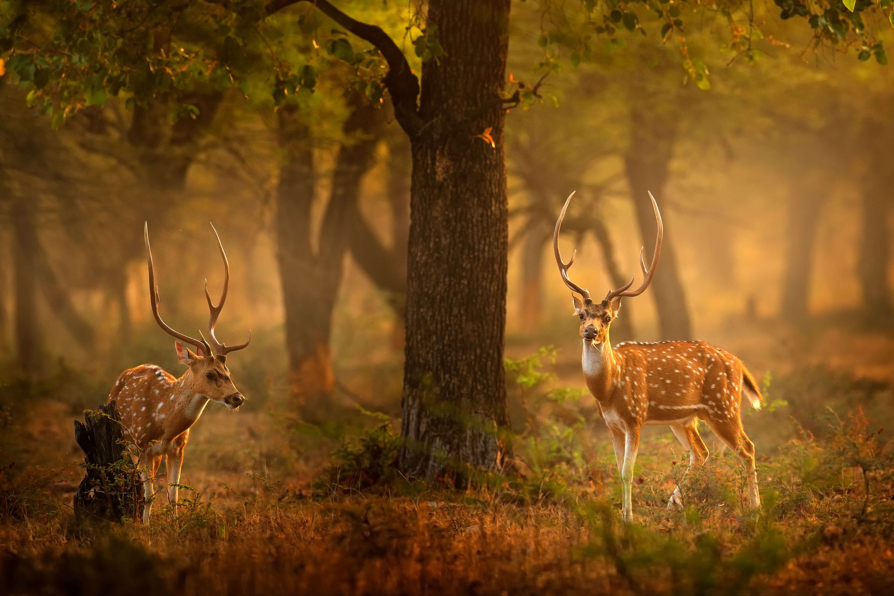 ‘Spotting’ deer in the wild by Microsoft | Wallpapers | WallpaperHub