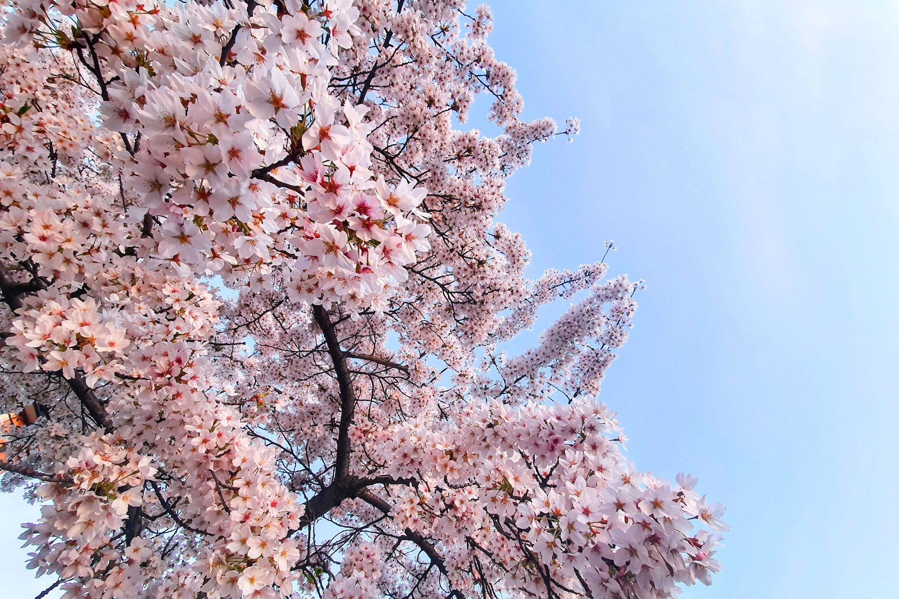 Springtime Blossom by Michael Gillett | Wallpapers | WallpaperHub
