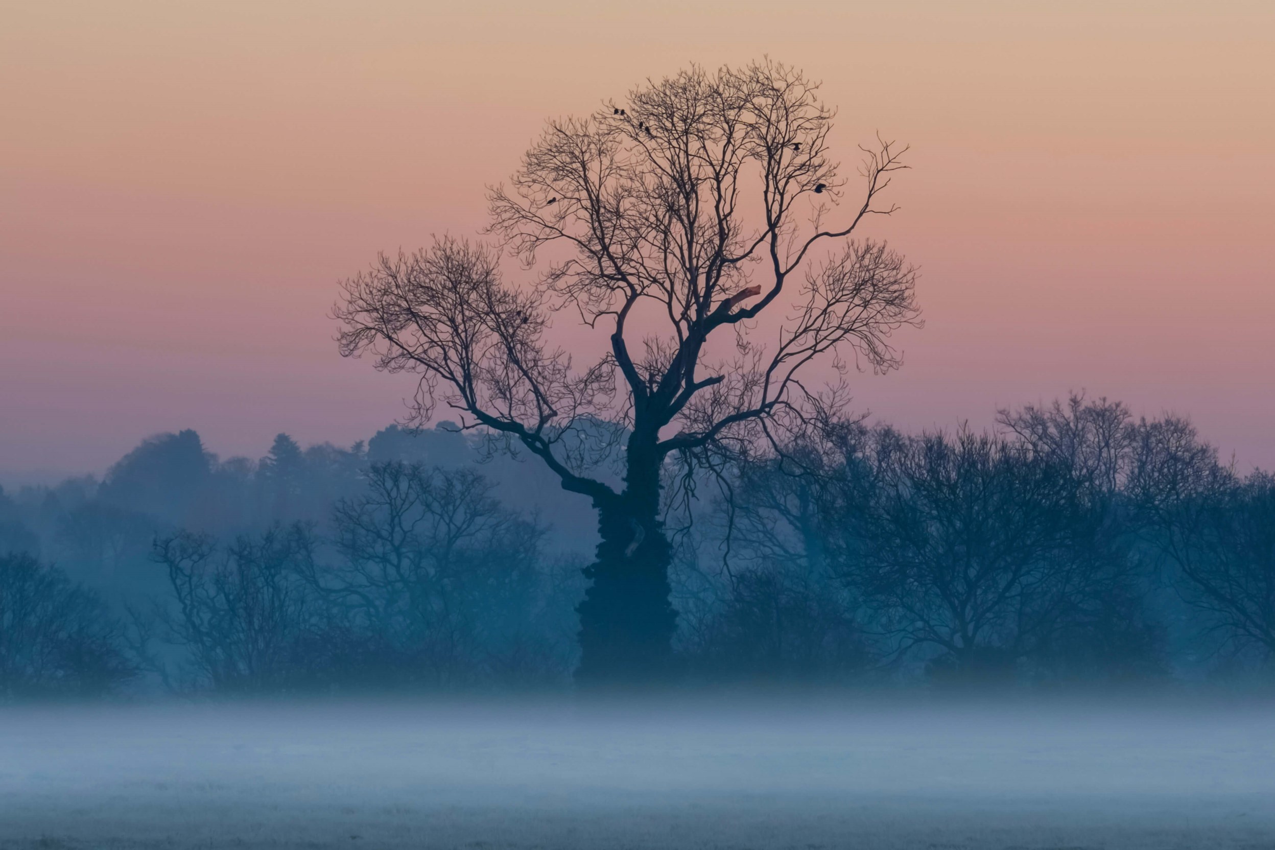 Celebrating our trees by Microsoft | Wallpapers | WallpaperHub