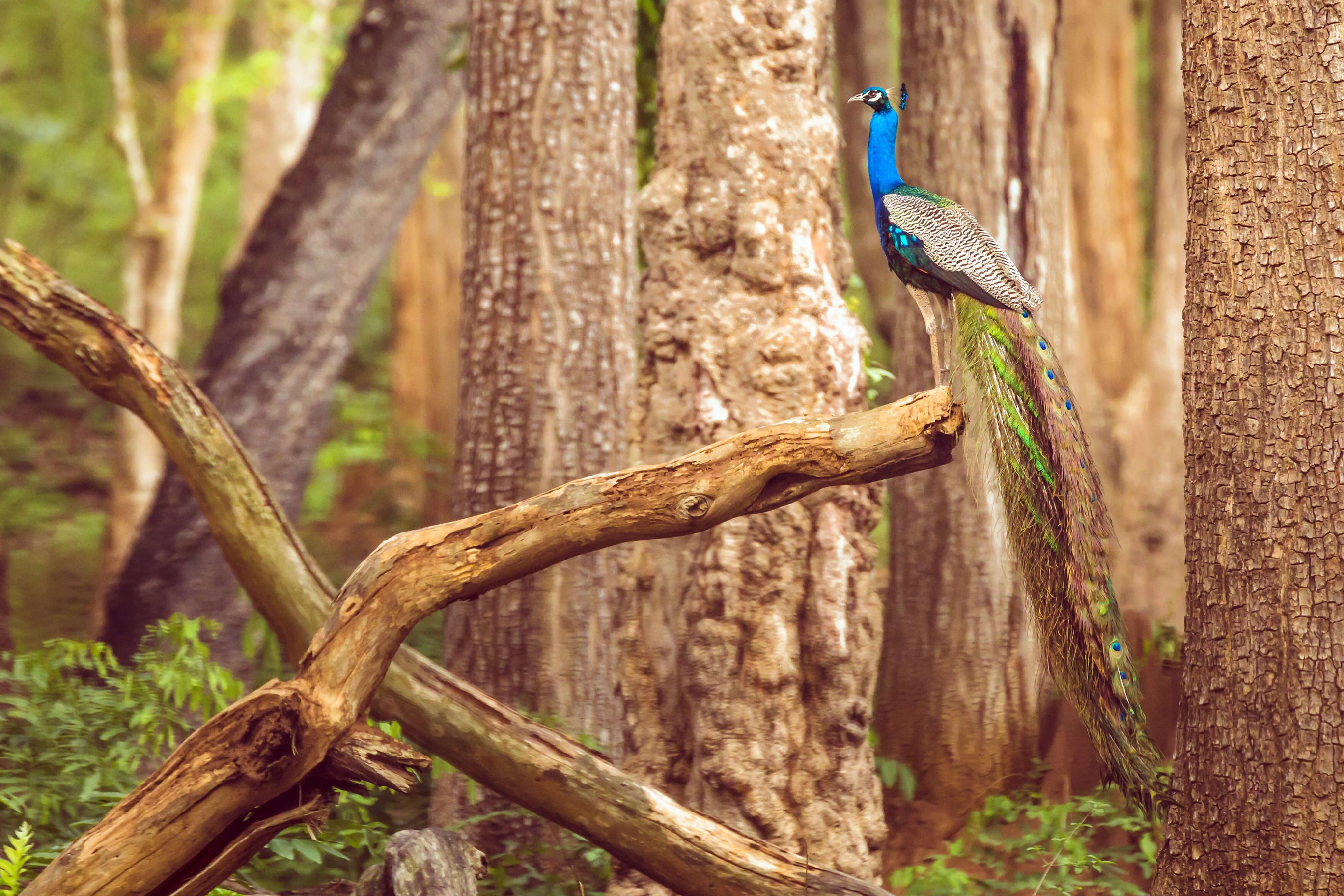 The national bird in the wild by Microsoft | Wallpapers | WallpaperHub