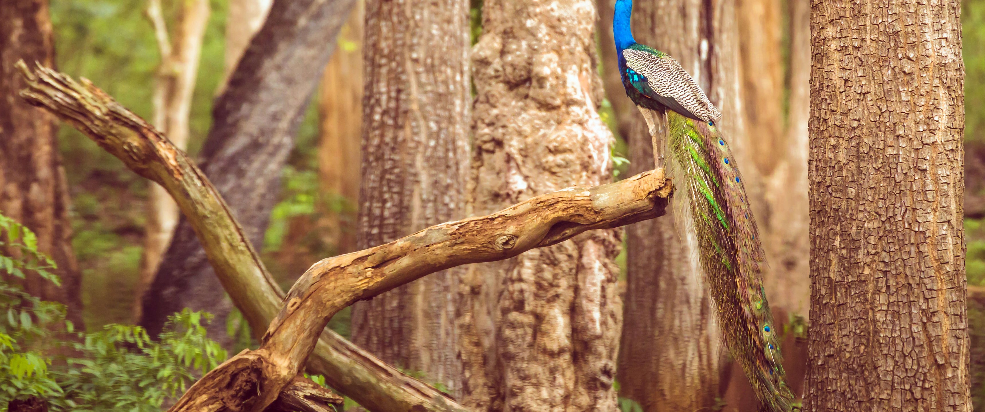 The national bird in the wild by Microsoft | Wallpapers | WallpaperHub