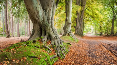 The queen of trees by Microsoft | Wallpapers | WallpaperHub