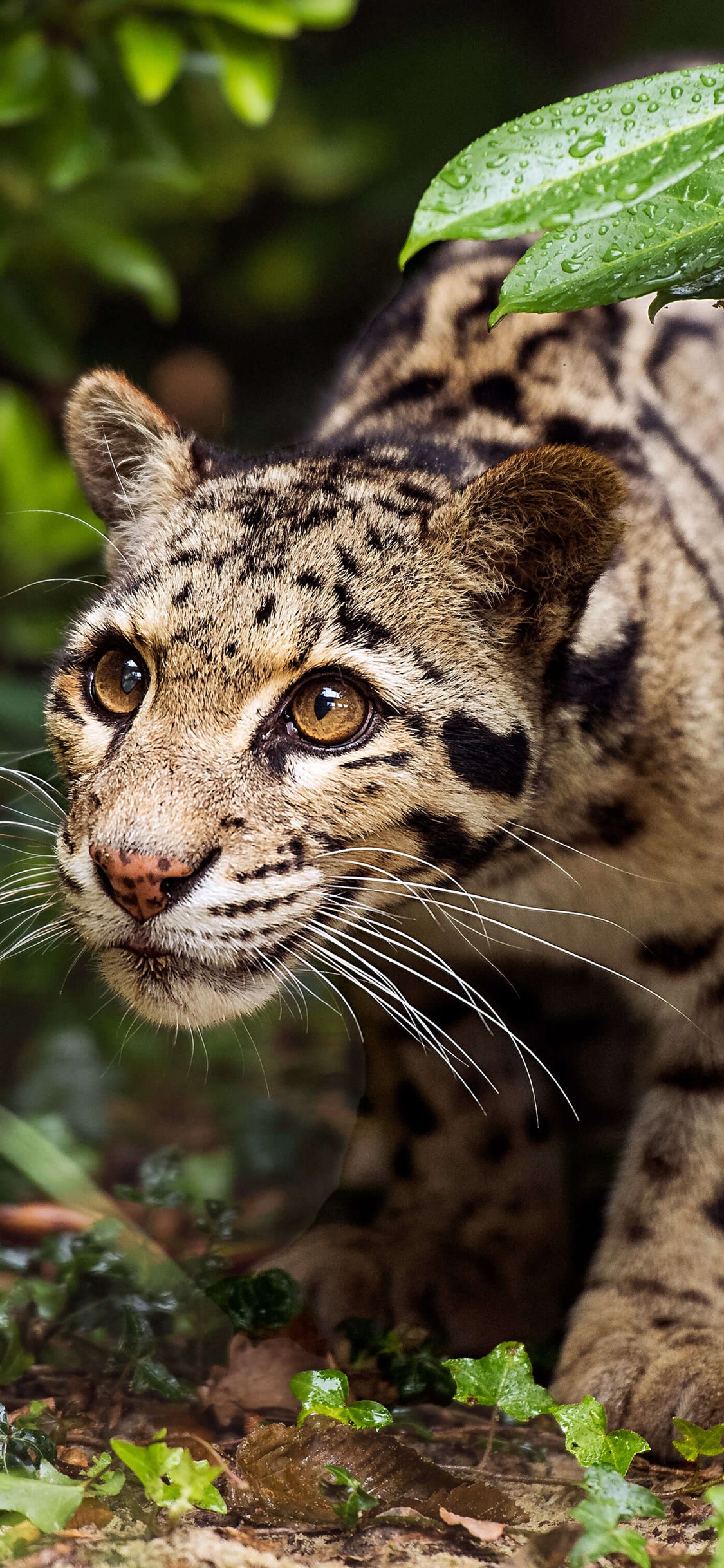 Indian leopard on the prowl by Microsoft | Wallpapers | WallpaperHub