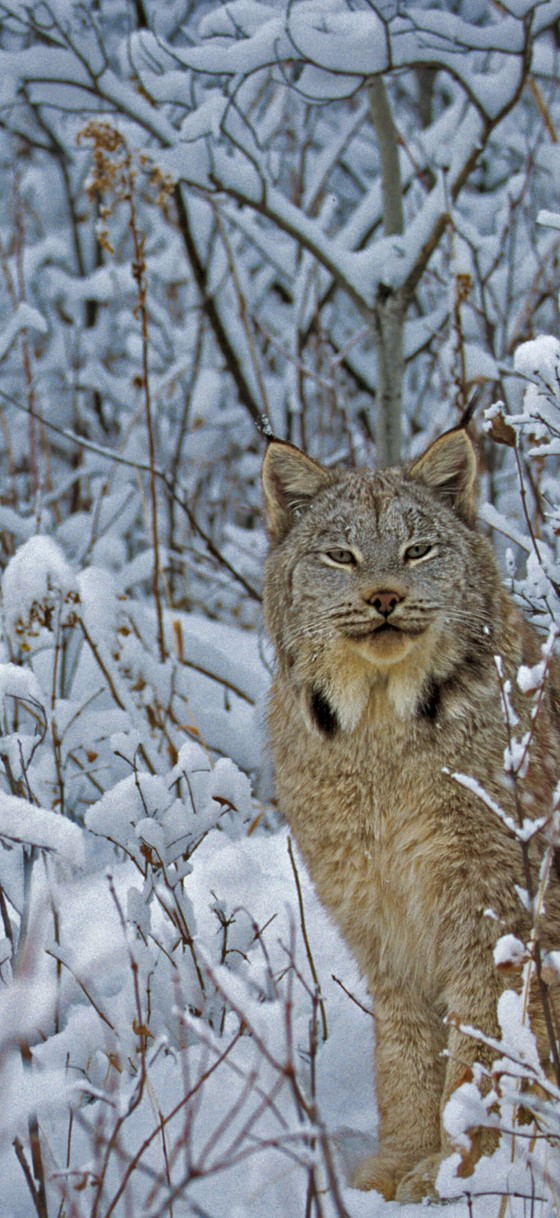 Wildcat in a winter wonderland by Microsoft | Wallpapers | WallpaperHub