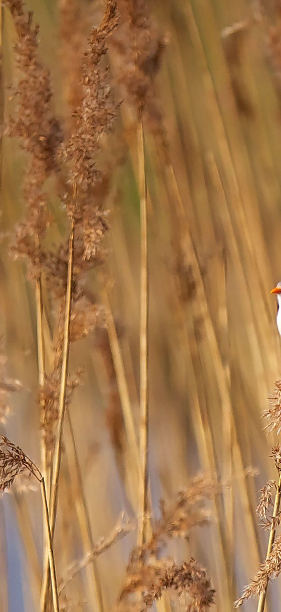 Where the bearded reedling sings by Microsoft | Wallpapers | WallpaperHub