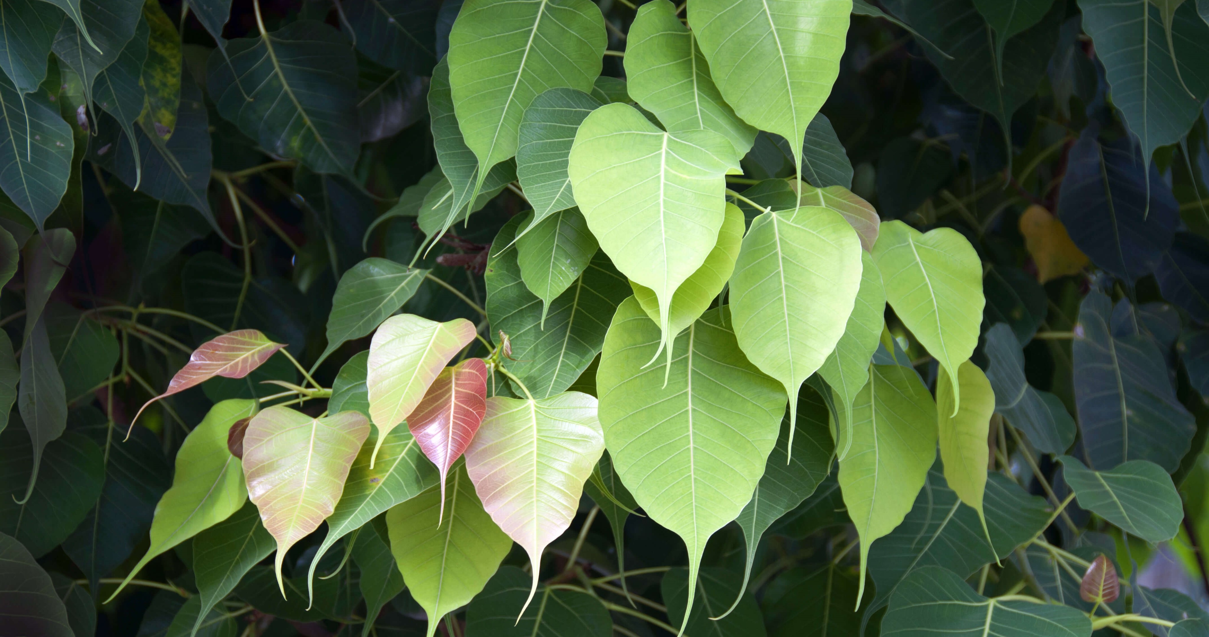 The tree of awakening by Microsoft | Wallpapers | WallpaperHub