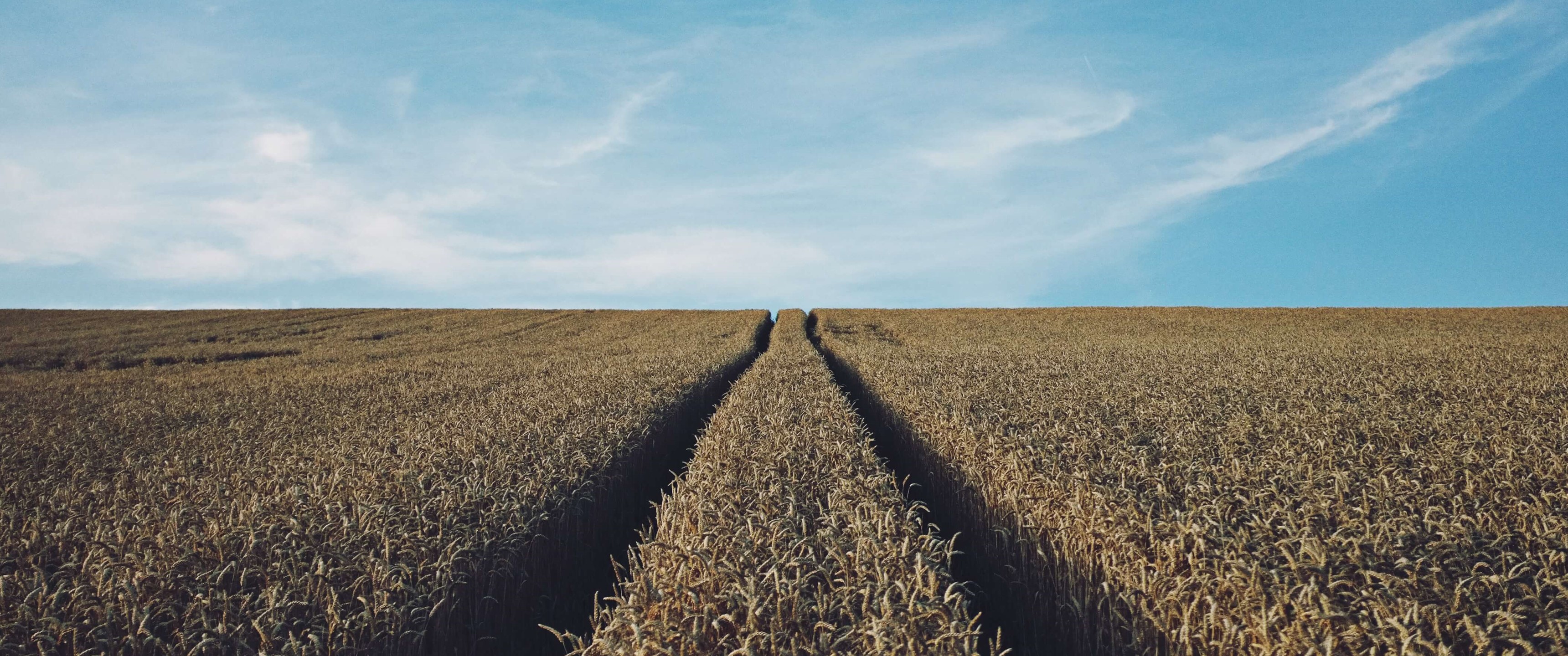 Wheatfield by Michael Gillett | Wallpapers | WallpaperHub