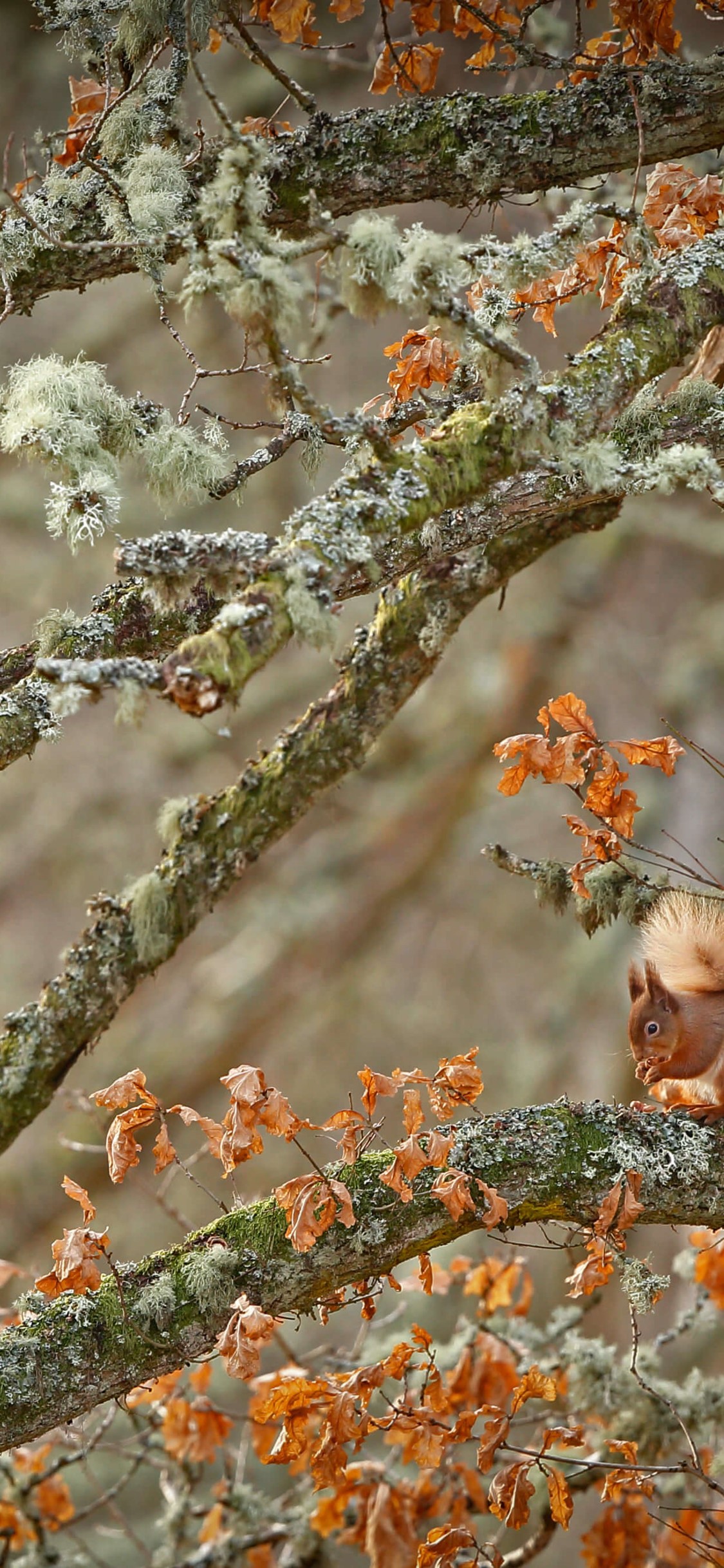 The tale of squirrels like Nutkin by Microsoft | Wallpapers | WallpaperHub