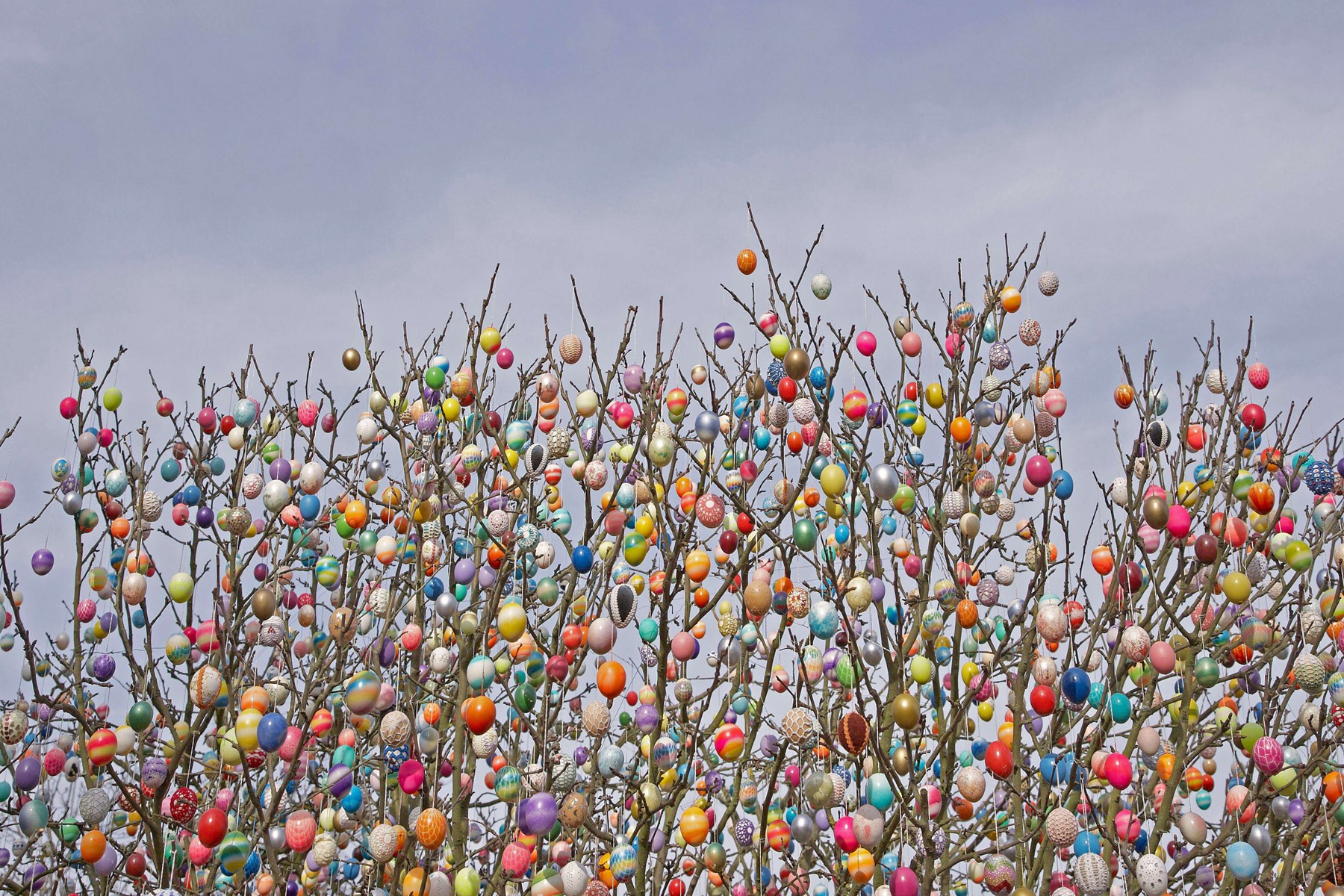 A yearly sign that spring has sprung by Microsoft | Wallpapers ...