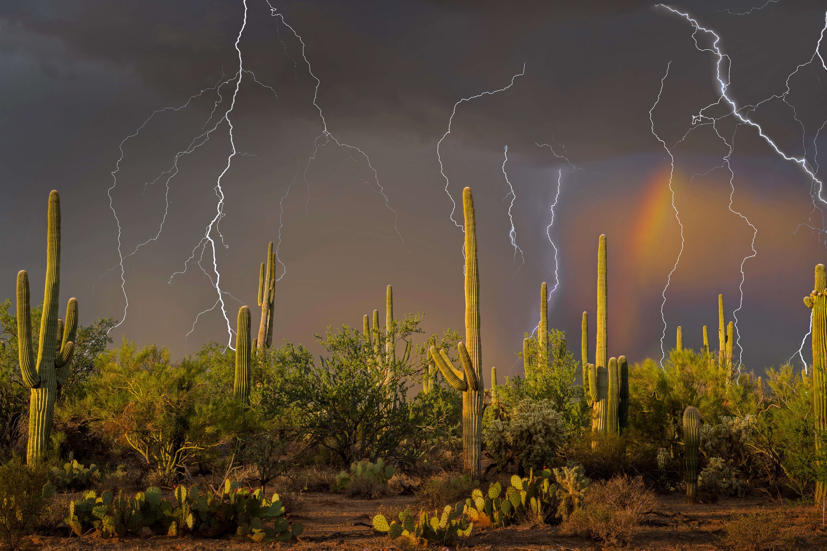 The monsoon arrives in the desert by Microsoft | Wallpapers | WallpaperHub