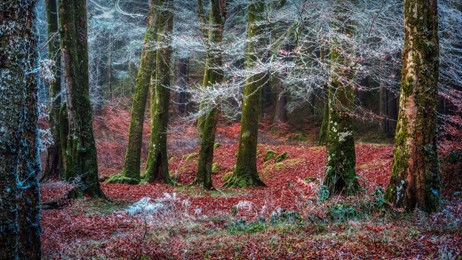 The frosted forest by Microsoft | Wallpapers | WallpaperHub