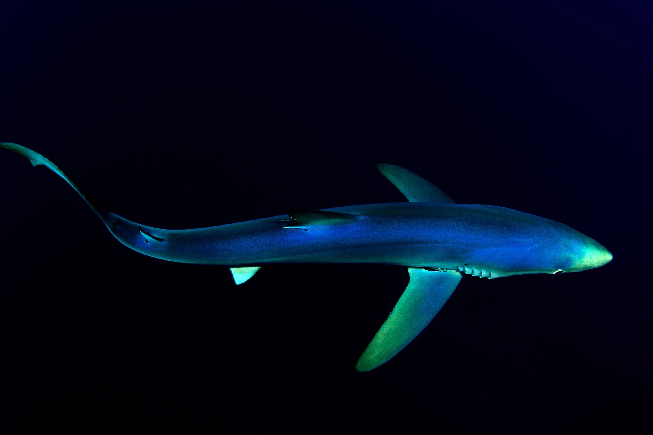 Explorer of the sea by Microsoft | Wallpapers | WallpaperHub