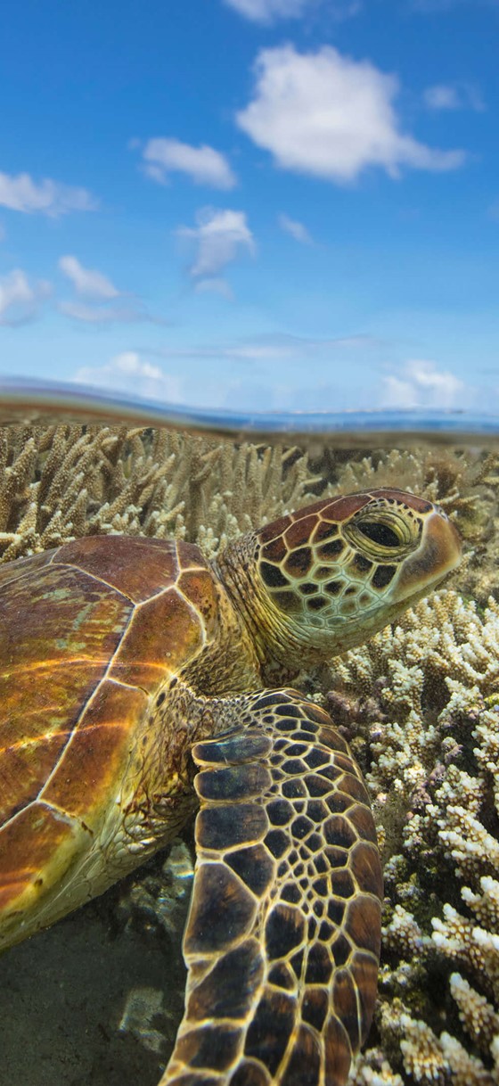 A seriously scenic swim by Microsoft | Wallpapers | WallpaperHub