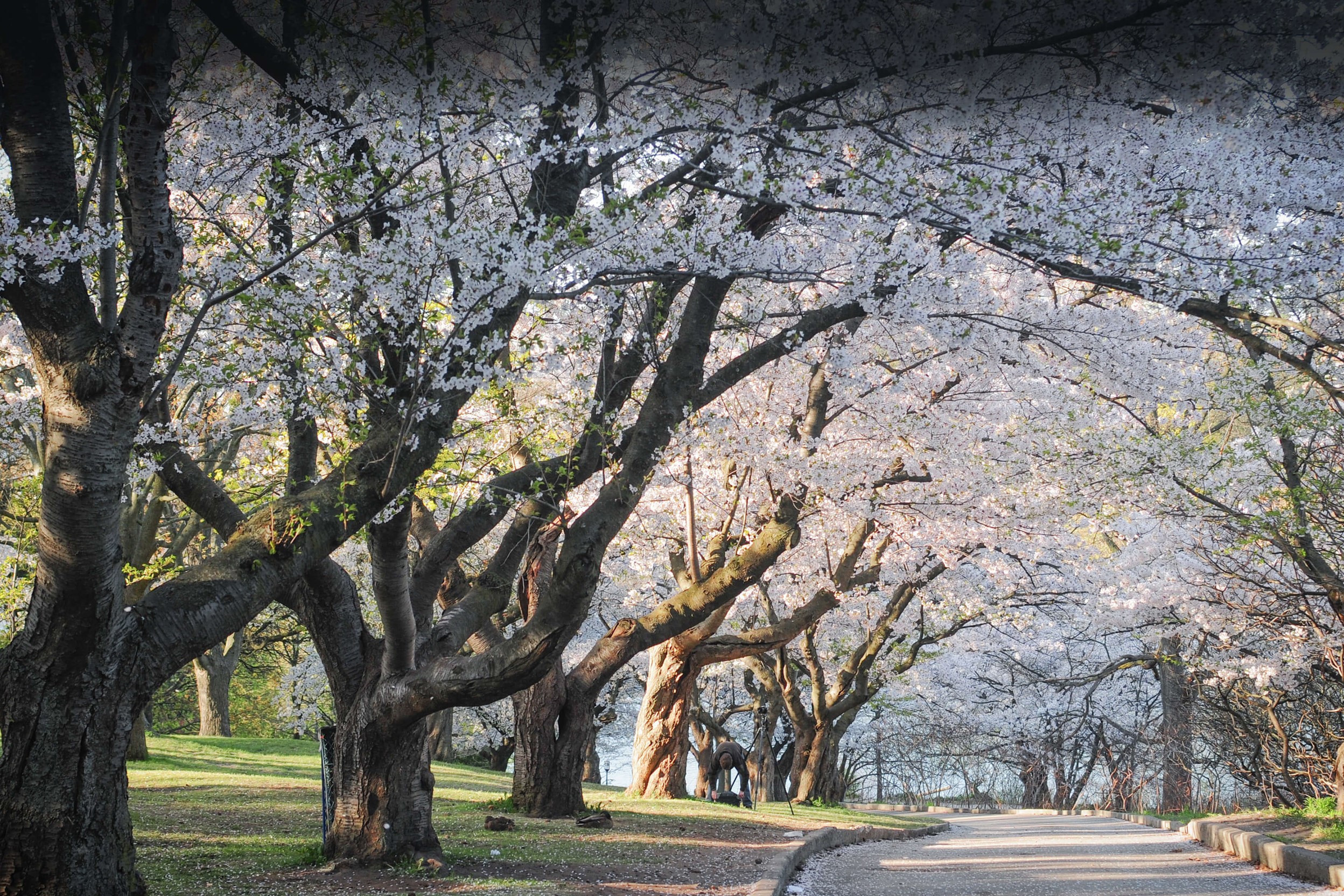 A street filled with sakura trees by Microsoft | Wallpapers | WallpaperHub